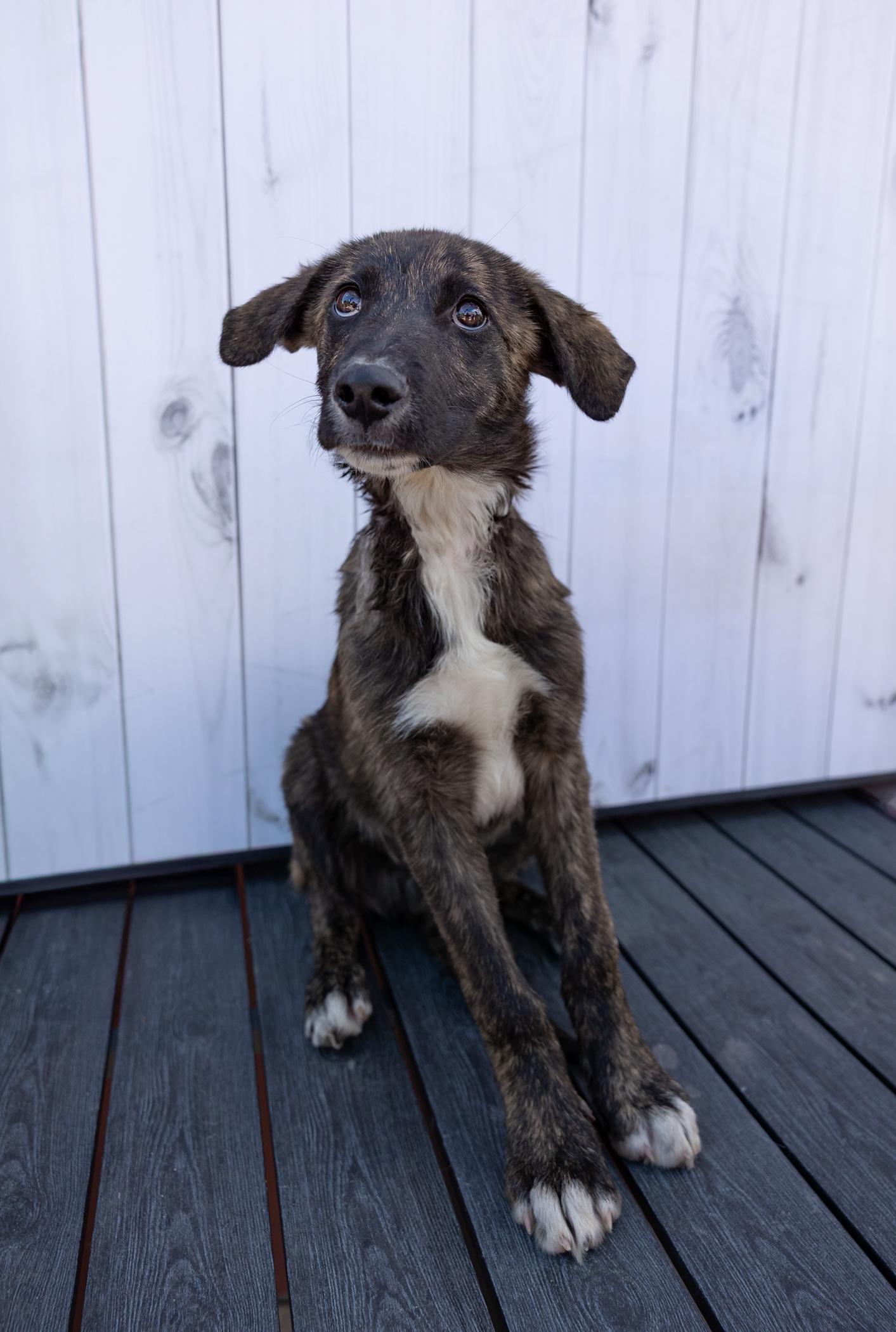 Dog for adoption - Brindon, a Labrador Retriever Mix in Brighton, CO ...