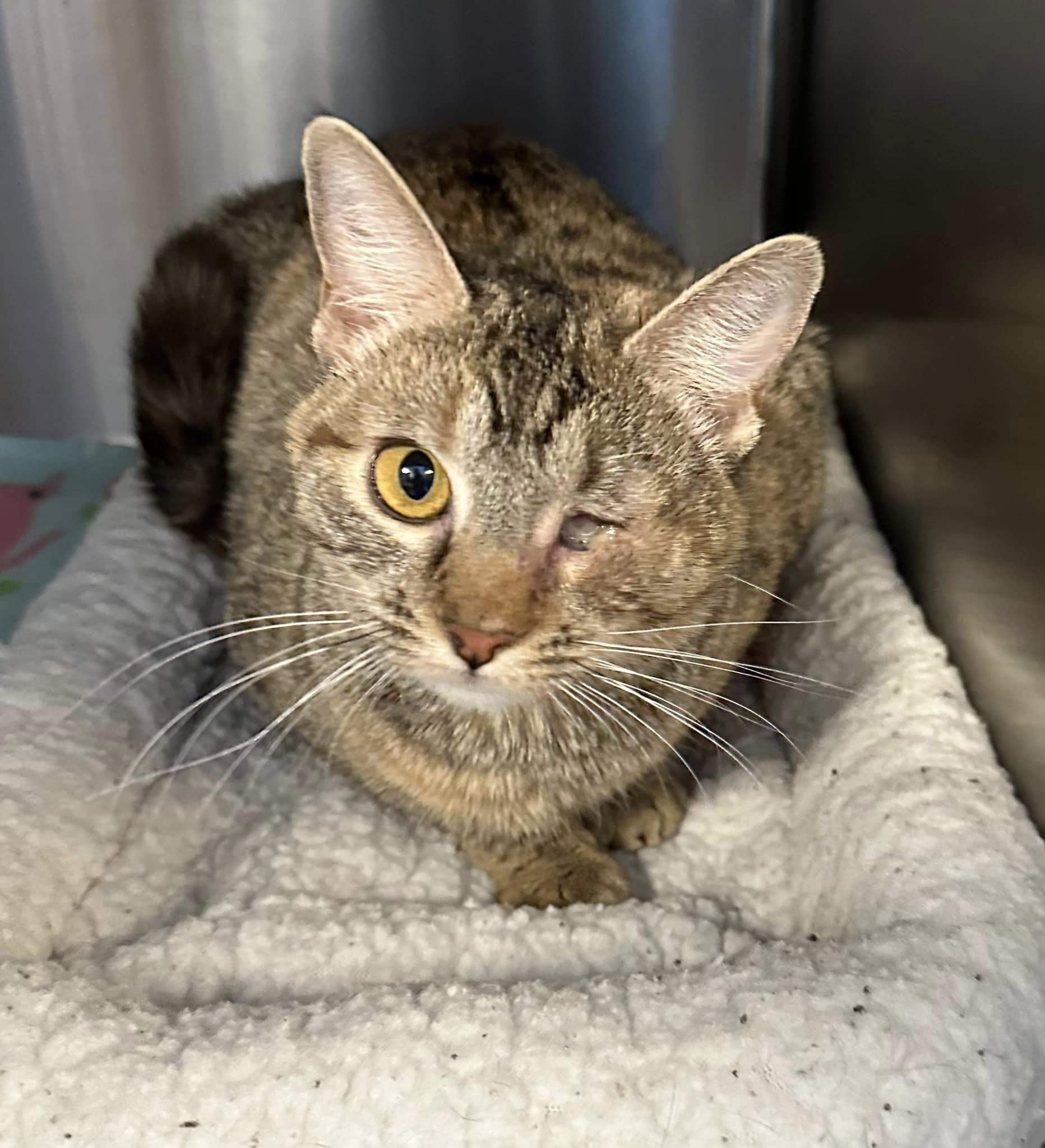 Cat for adoption - Willow, a Domestic Short Hair in Libby, MT | Petfinder