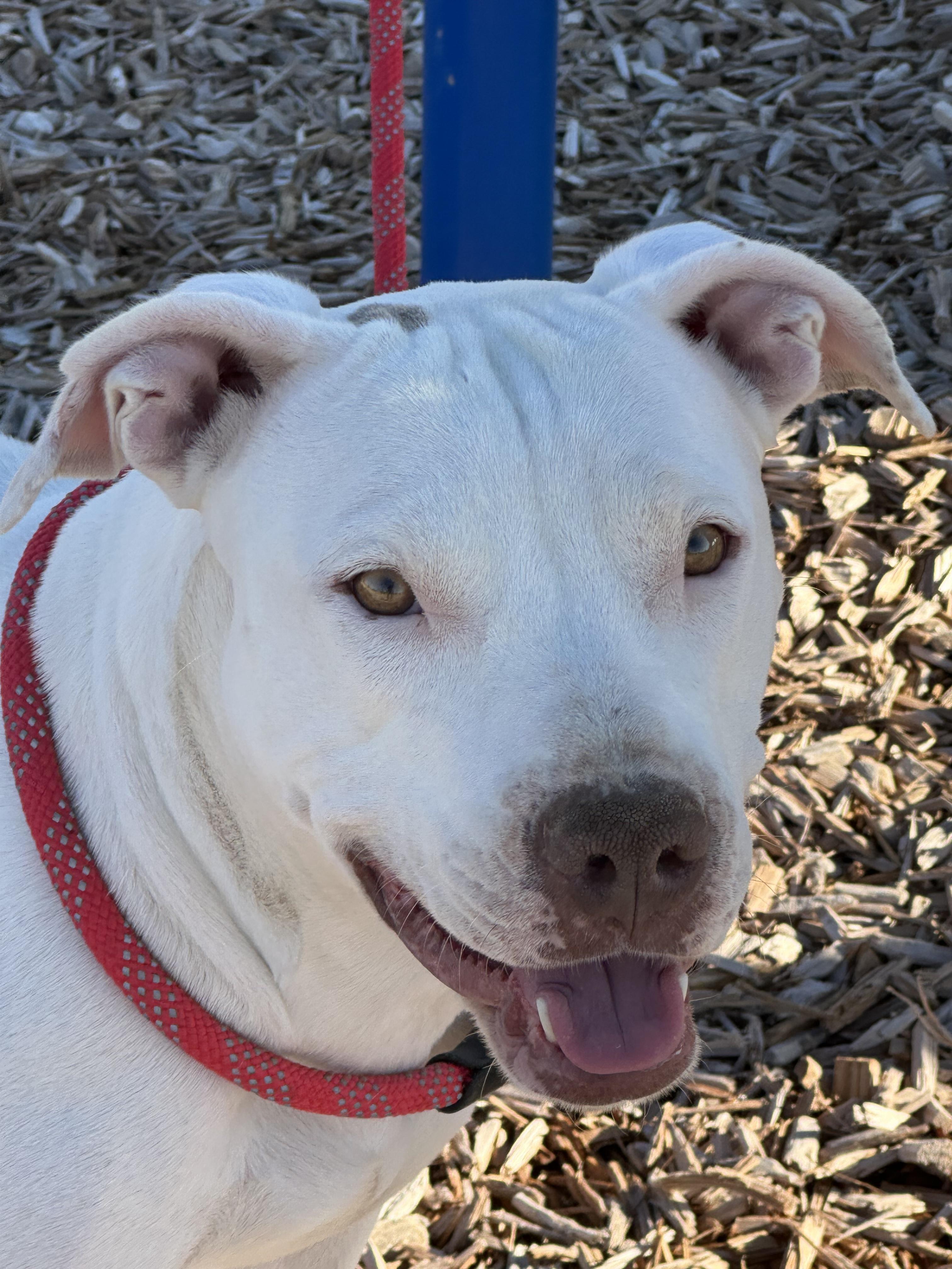 Dog for adoption - DOVIE, an American Staffordshire Terrier in Chicago ...