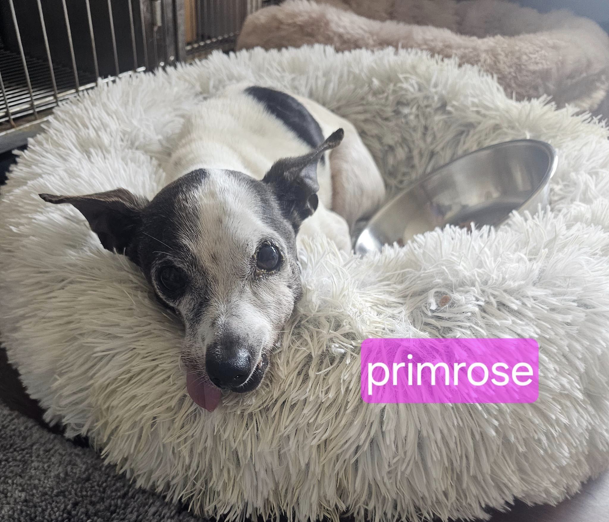 Dog for adoption - Primrose, a Rat Terrier Mix in abingdon, MD | Petfinder