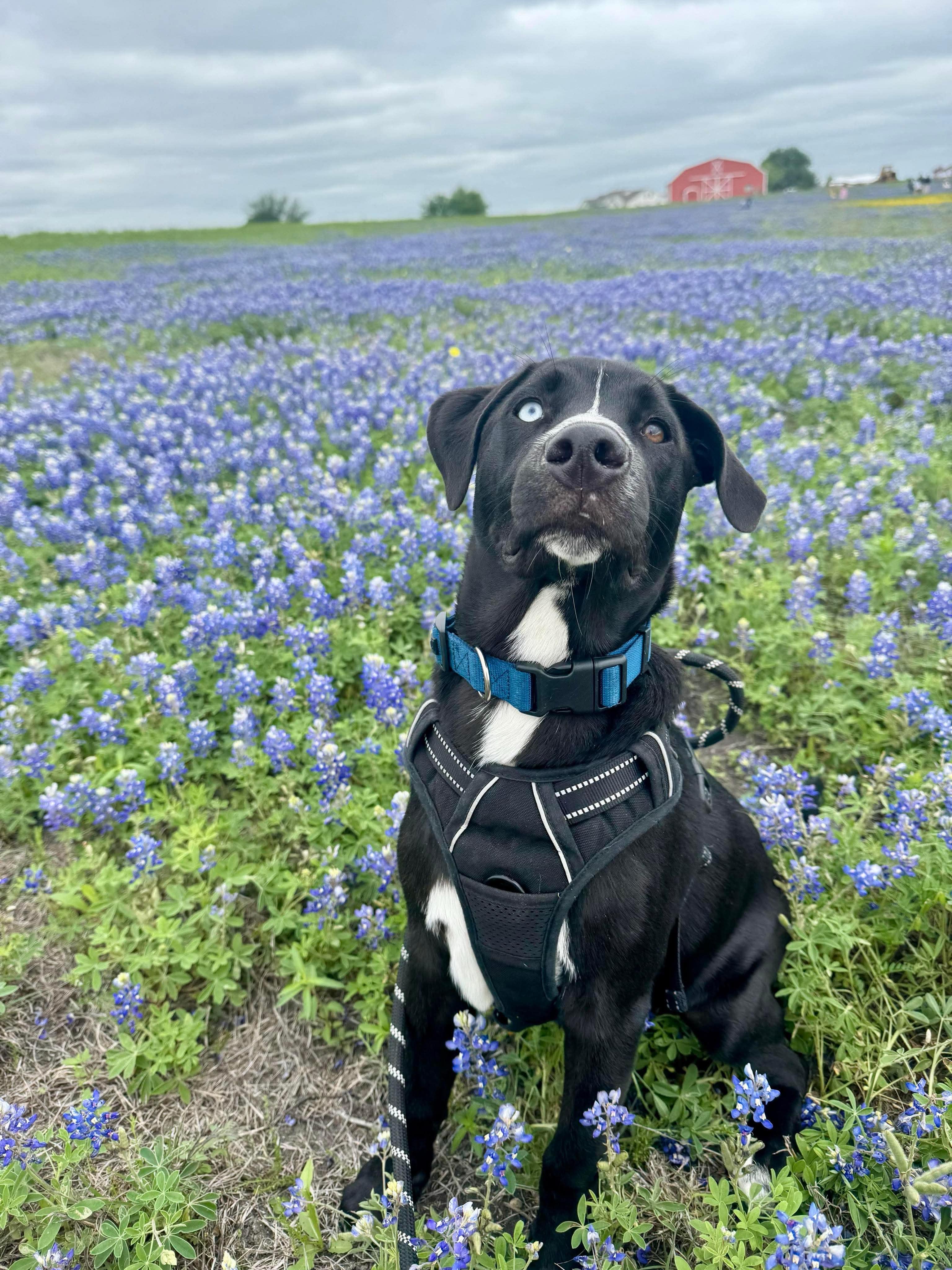Dog for adoption - Ares, a Labrador Retriever Mix in Houston, TX ...