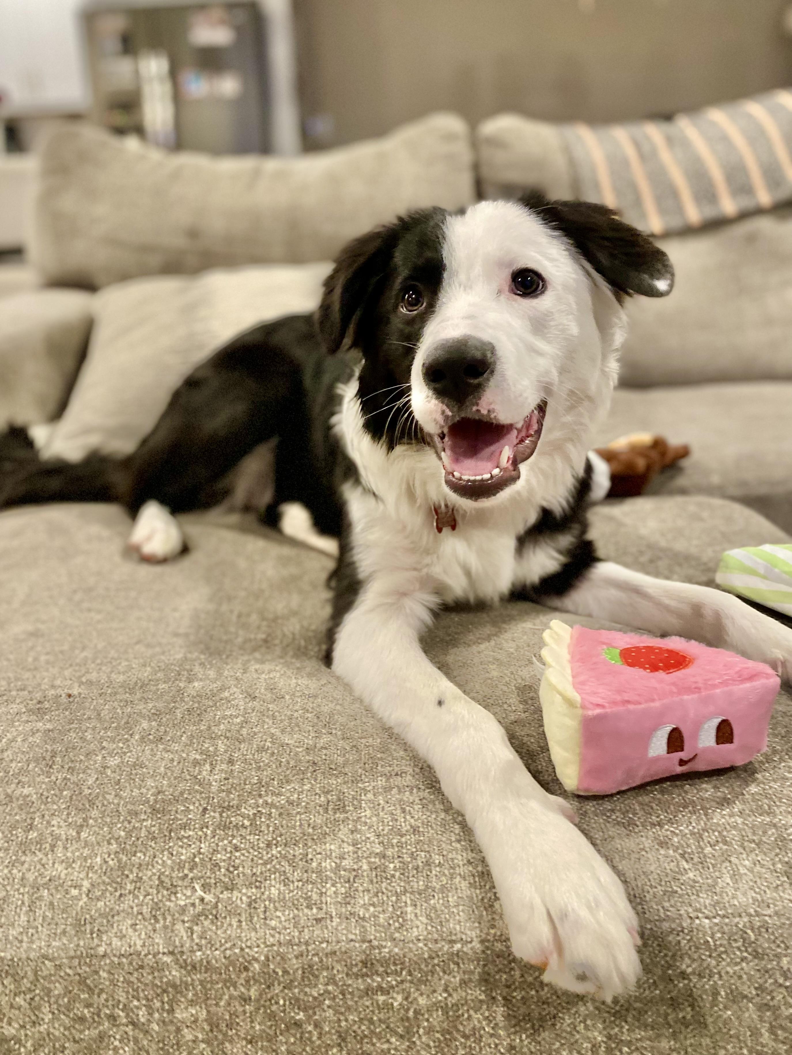 Dog for adoption - Layla - adopted!, a Border Collie Mix in Rochester ...