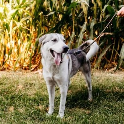 Dog for adoption - Ivory, a Husky Mix in Fort Lupton, CO | Petfinder
