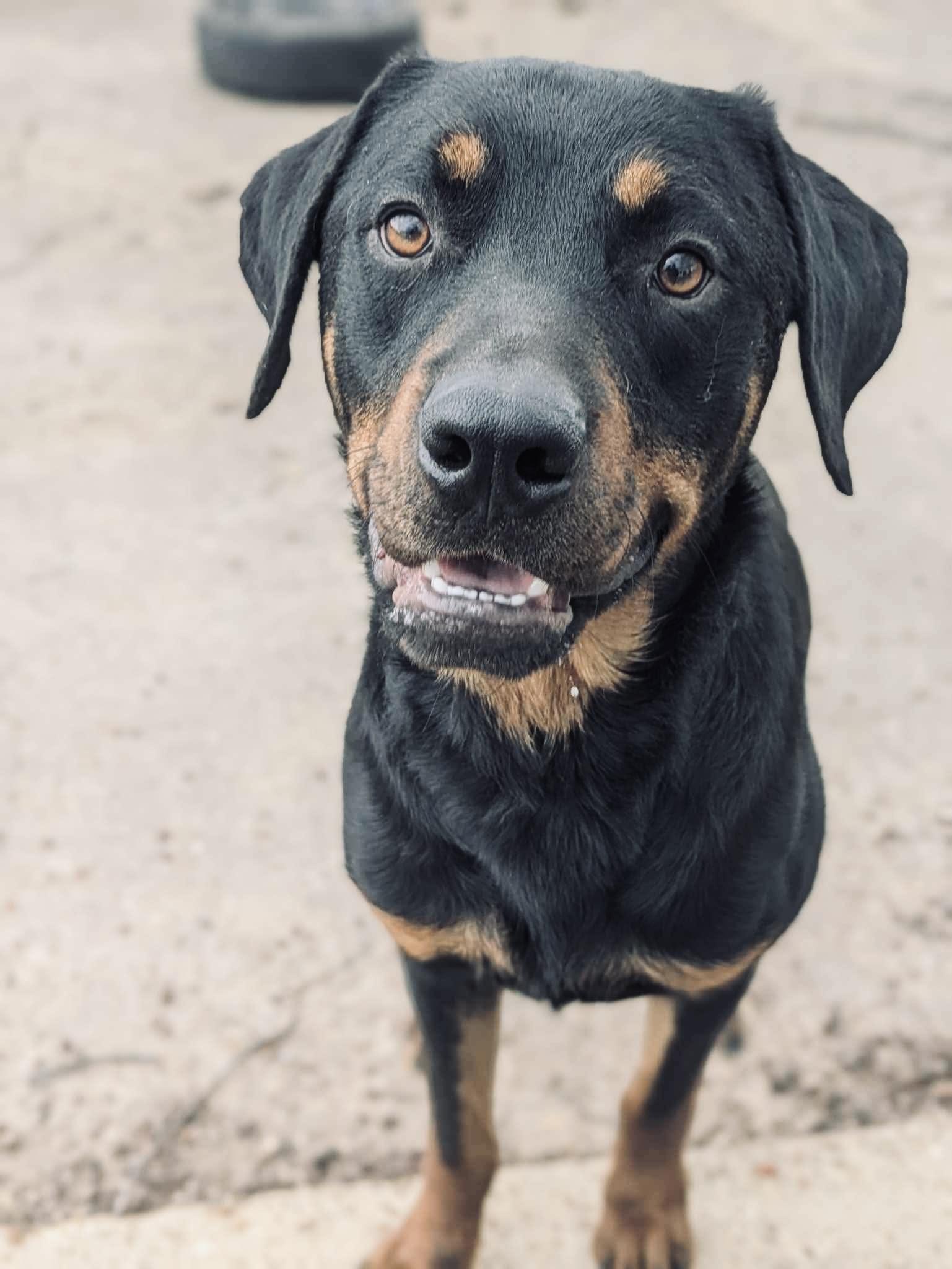 Durham, NC Animal Shelters & Rescues