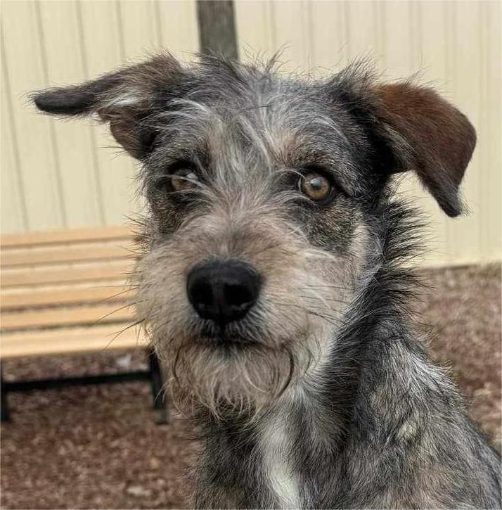 Dog for adoption - Jade, a Schnauzer & Border Terrier Mix in Burnsville ...