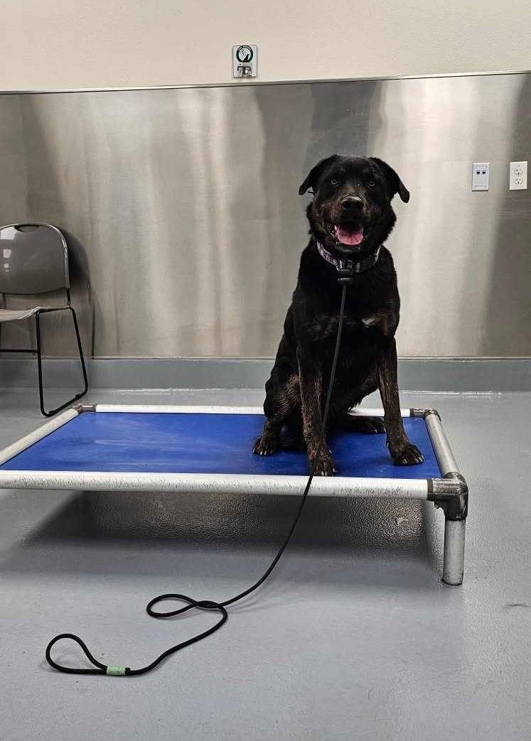 Dog for adoption - Roo, a Rottweiler Mix in Silver Springs, NV | Petfinder