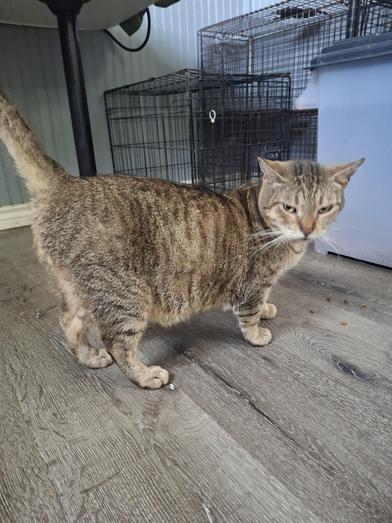 Cat for adoption - PeePie, a Tabby & Domestic Short Hair Mix in ...