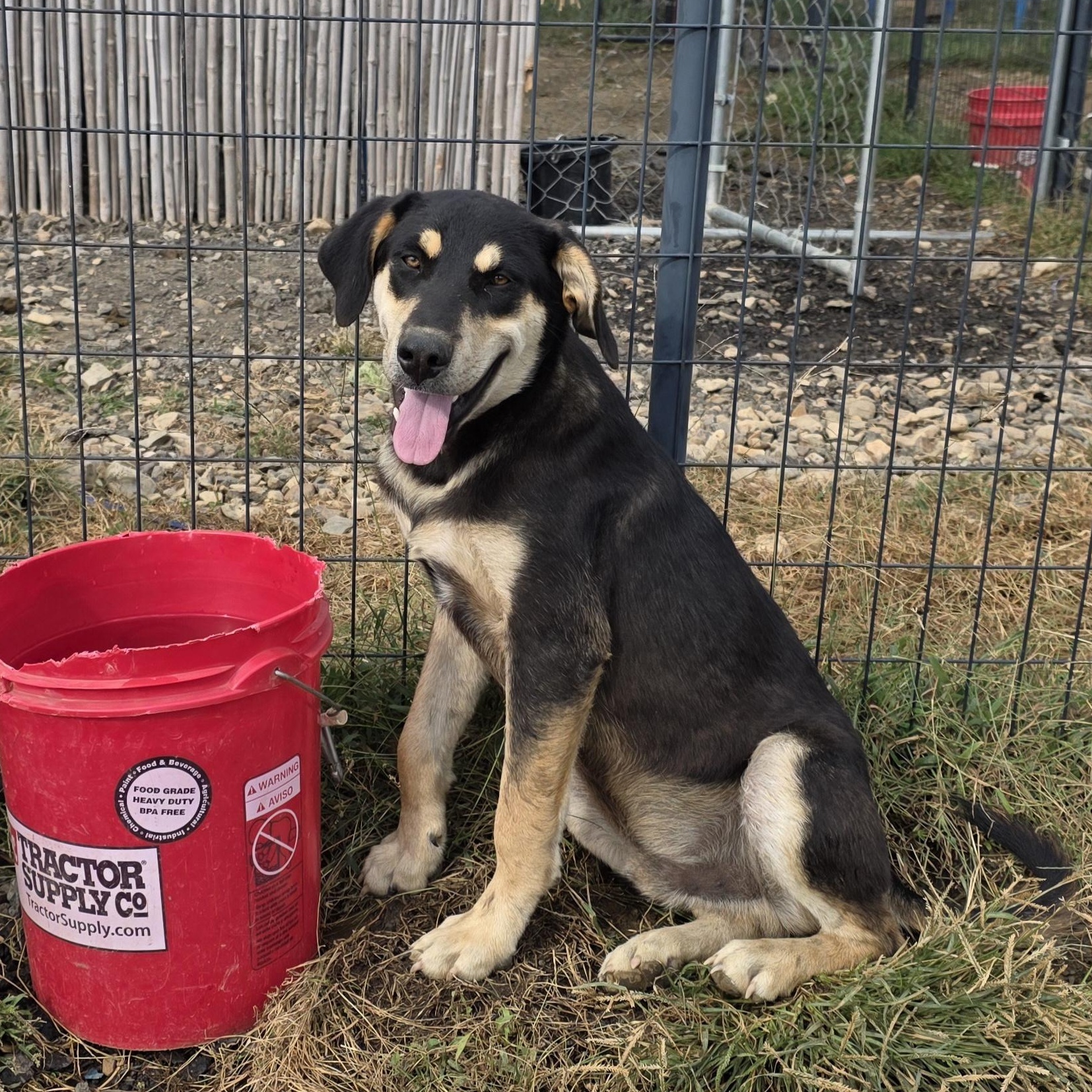 Dog for adoption - Skeeter, a Mixed Breed in Muldrow, OK | Petfinder