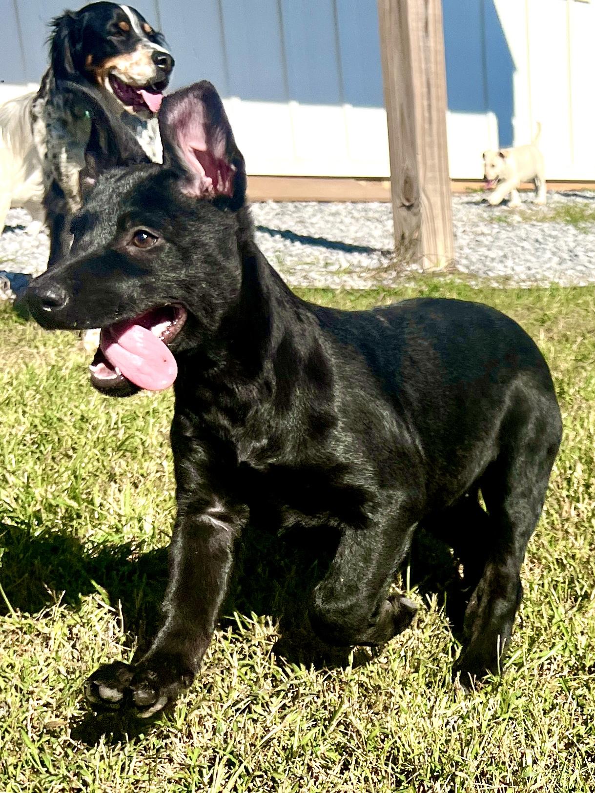 Dog for adoption - Fruit Loop, a Shepherd Mix in Hartford, CT | Petfinder