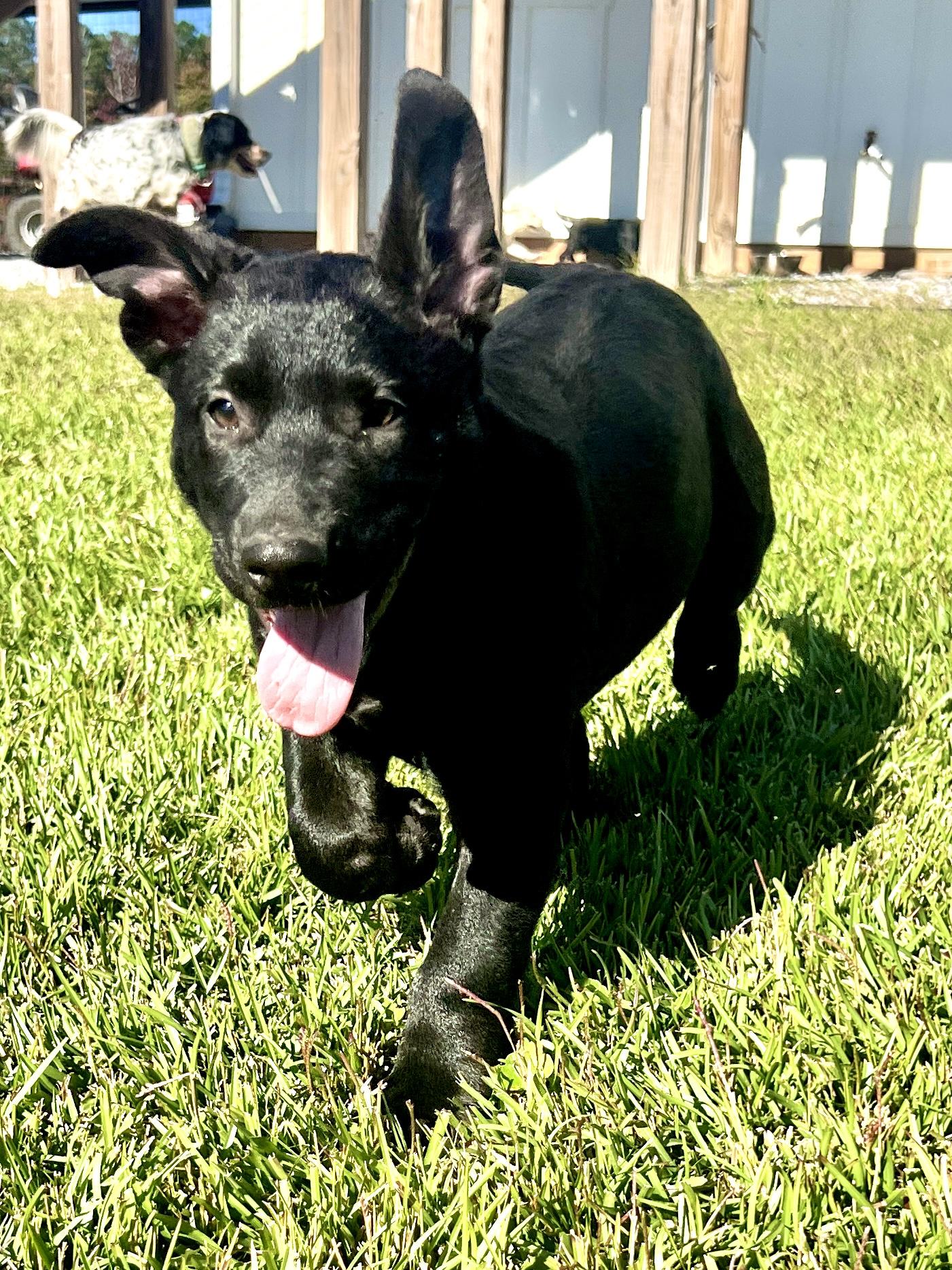 Dog for adoption - Fruit Loop, a Shepherd Mix in Hartford, CT | Petfinder