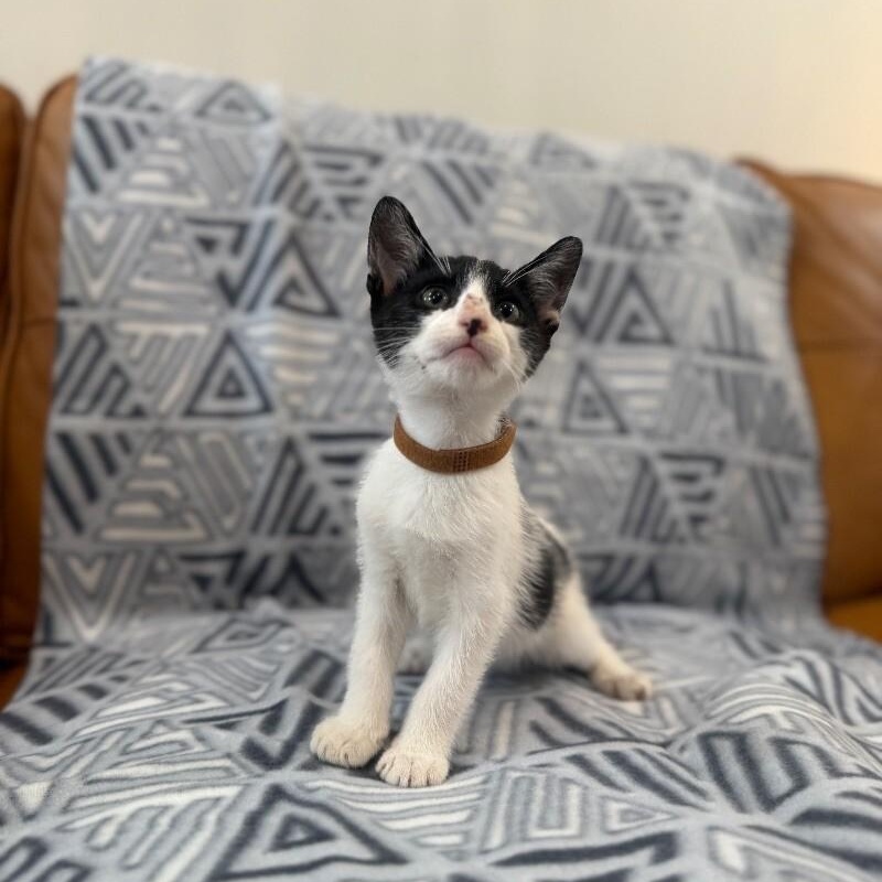 Cat for adoption - American Cheese, a Tabby Mix in Montreal, QC | Petfinder