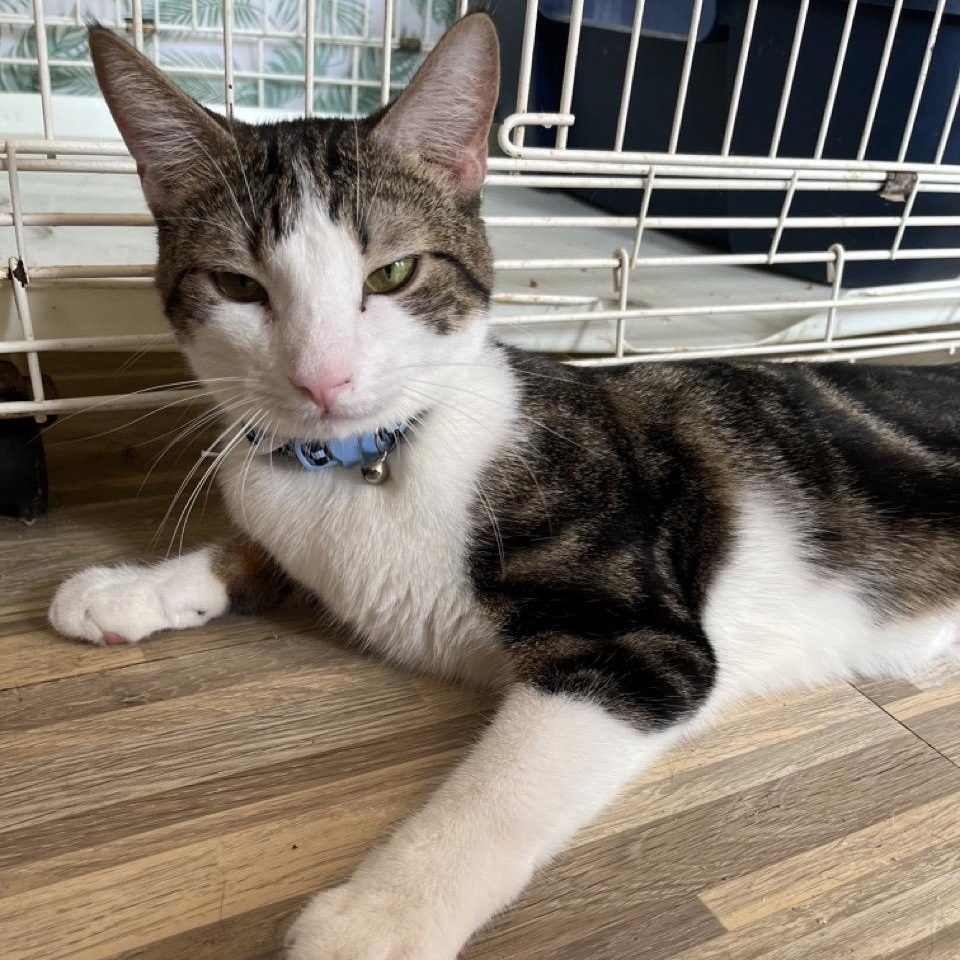 Cat for adoption - Augie the Affectionate Adventurer, a Domestic Short ...