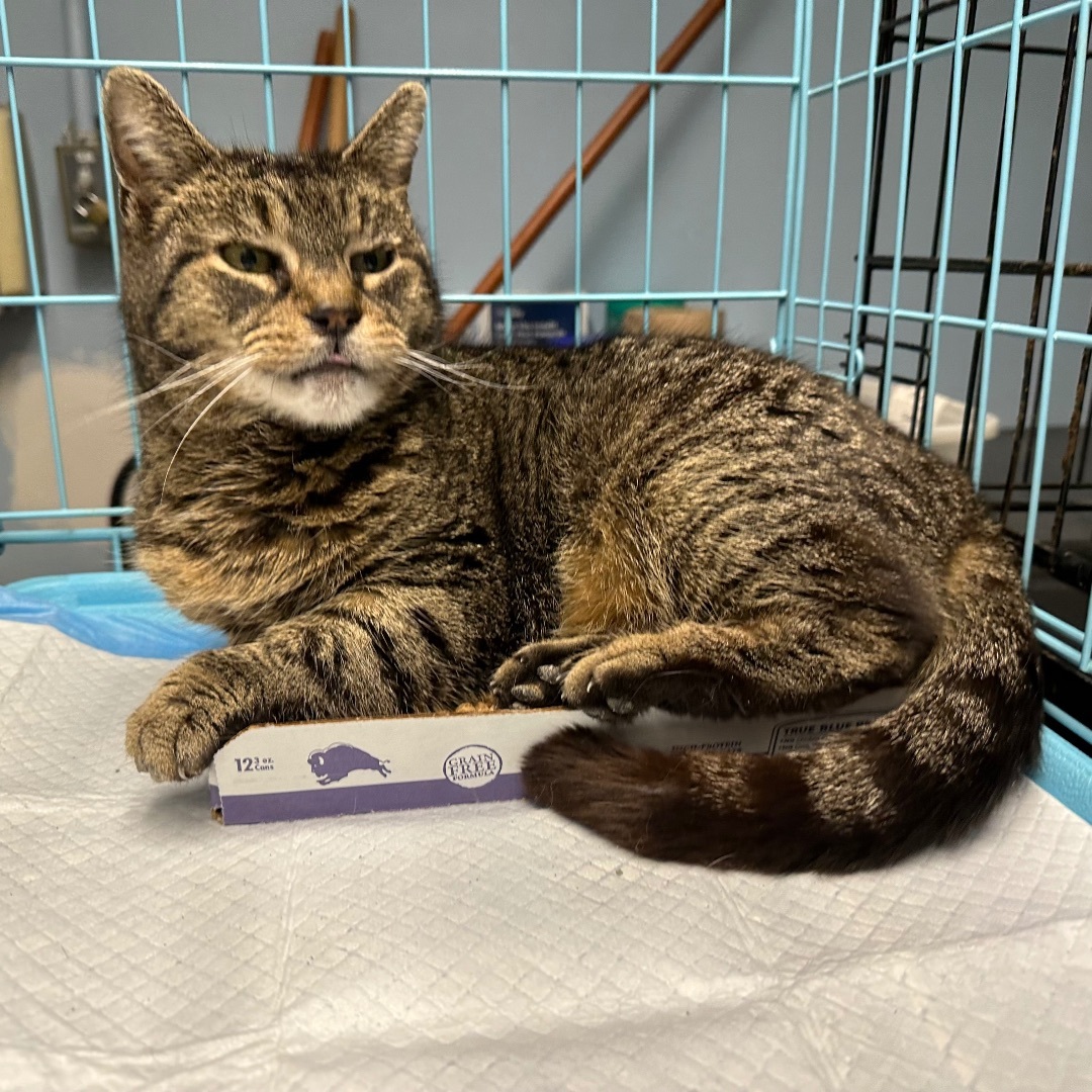 Cat for adoption - Lily, a Domestic Short Hair in Pittstown, NJ | Petfinder