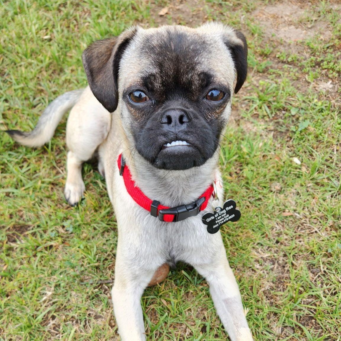 Dog for adoption - Romeo needs foster immediately help help help, a ...