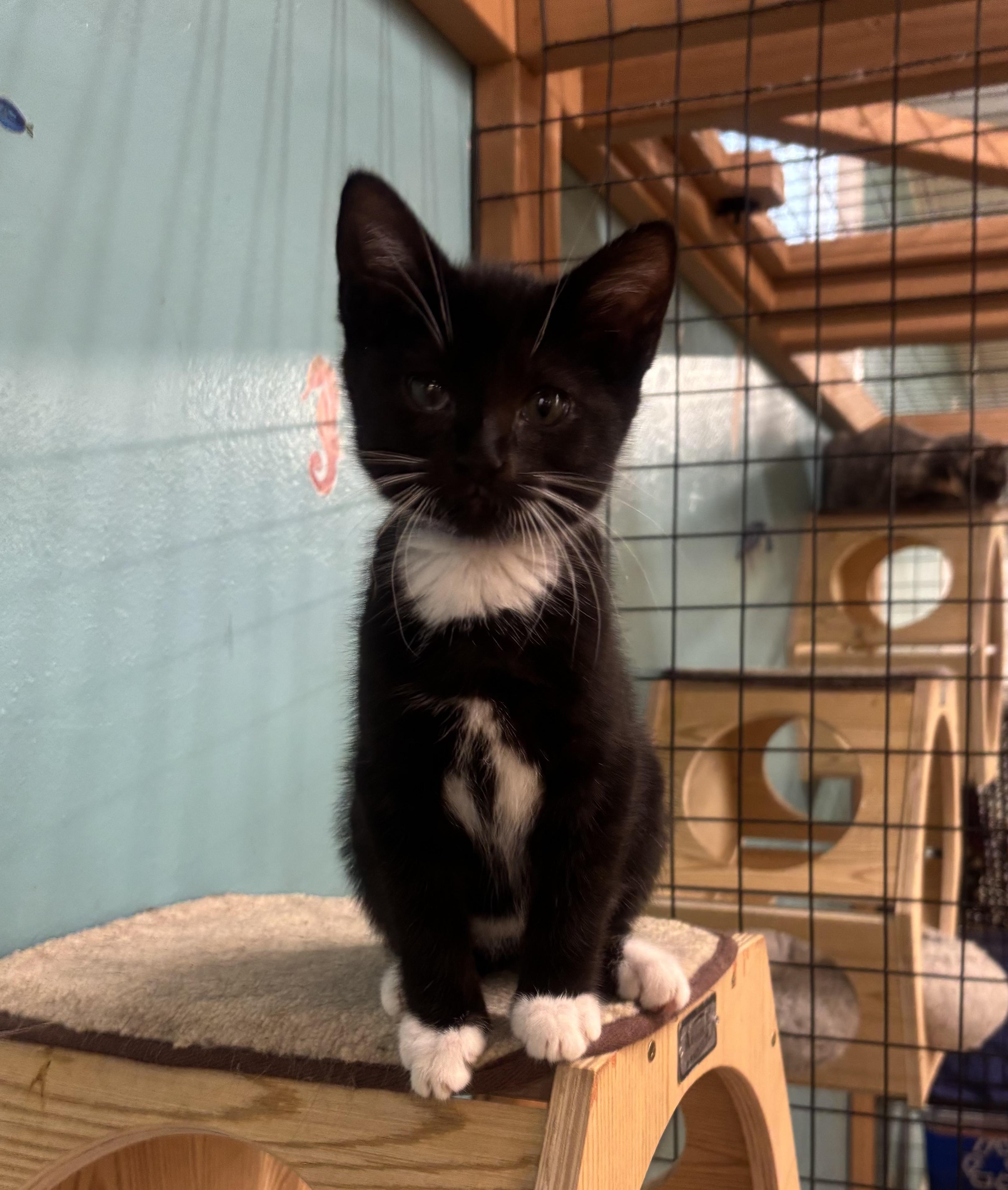 Cat for adoption - Jinx, a Domestic Short Hair in Whittier, CA | Petfinder