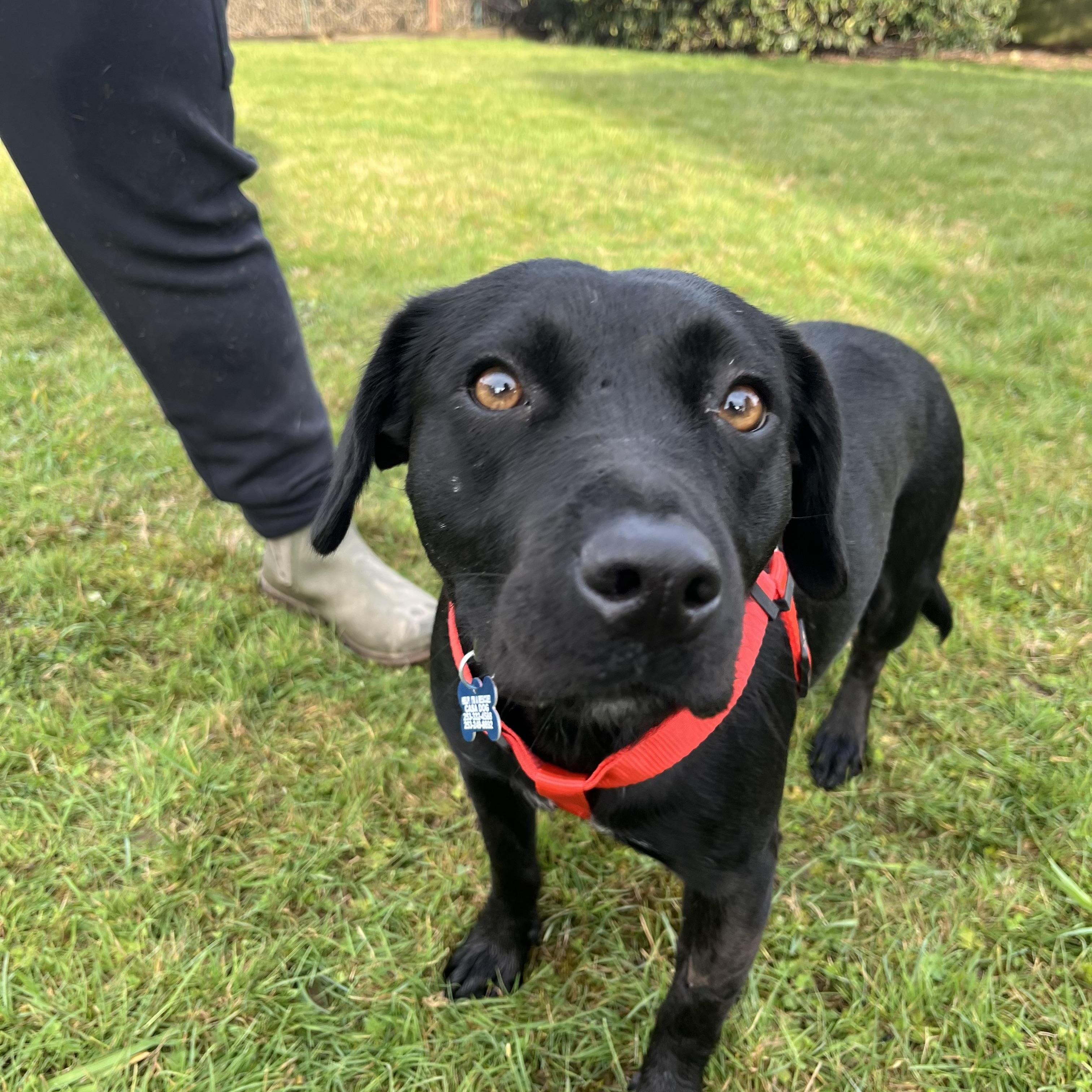 Dog for adoption - Luna, a Mixed Breed in Puyallup, WA | Petfinder