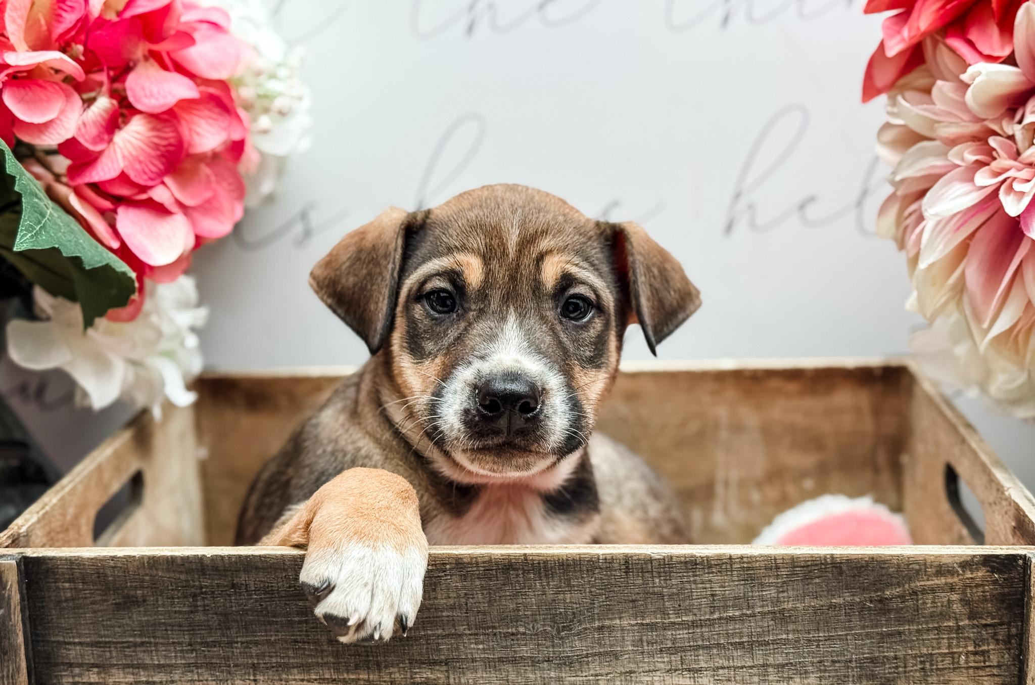 Dog for adoption - Timon, a Mastiff & Labrador Retriever Mix in Newberg ...