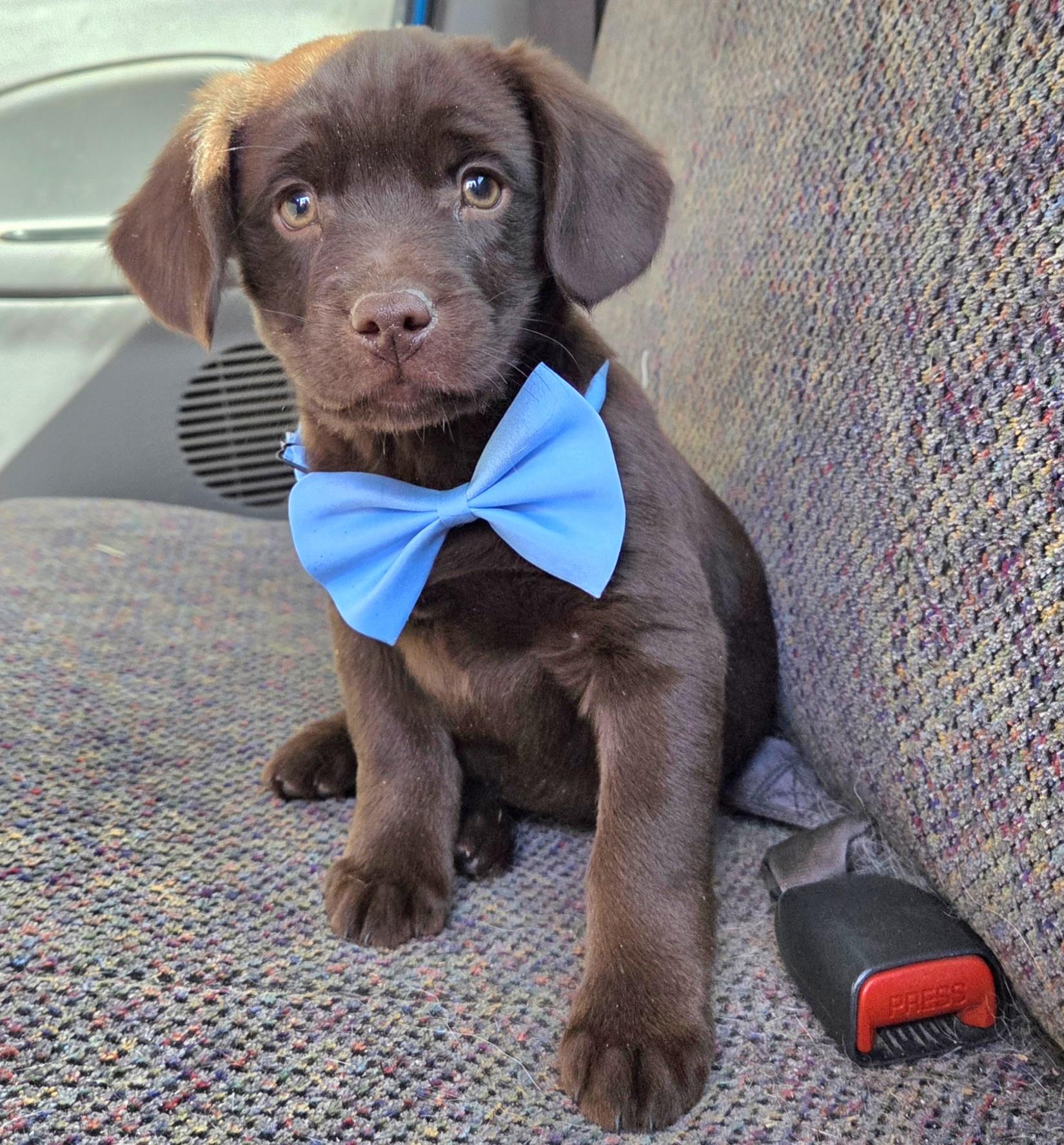 Alvin - Adoptable Pet | Petfinder | Petfinder