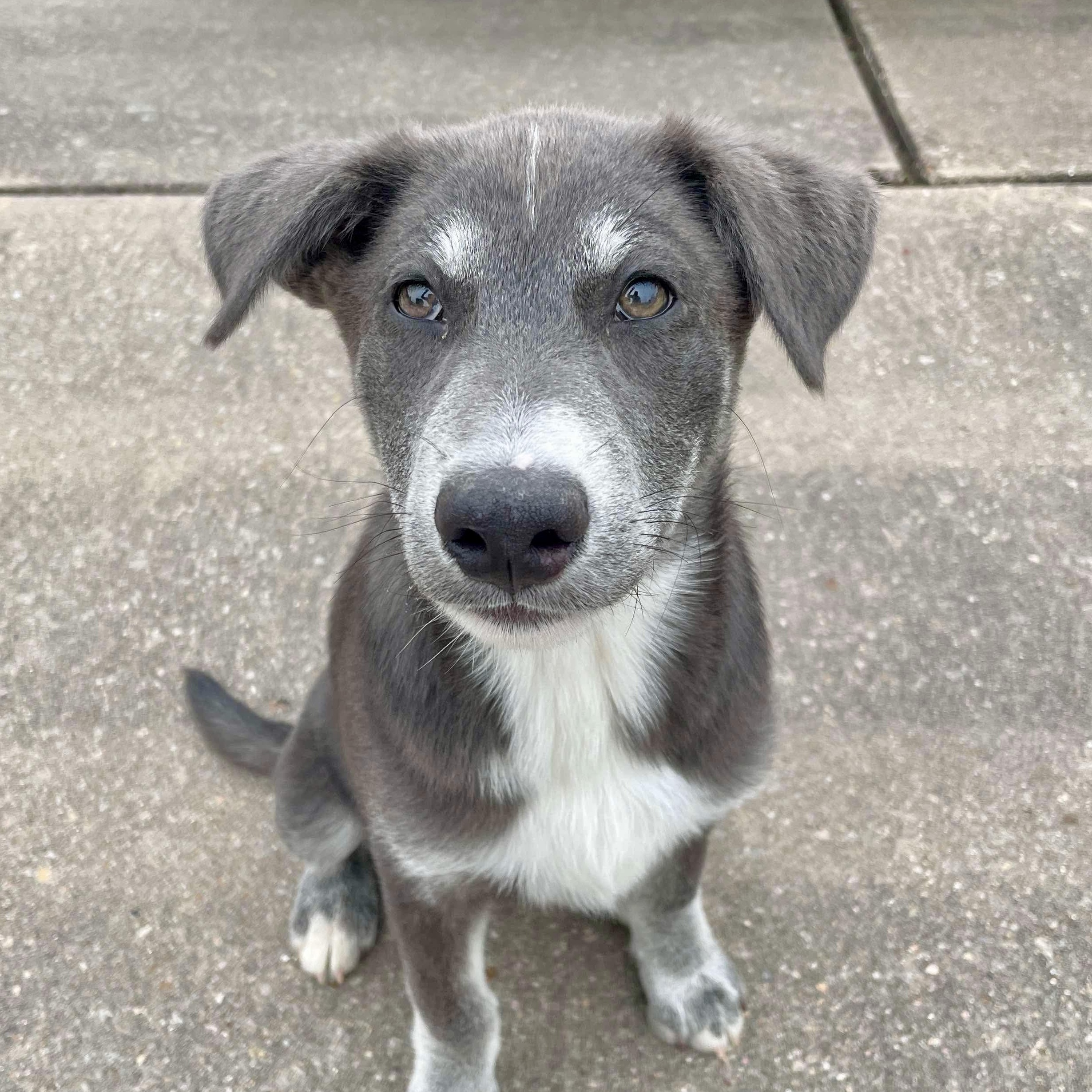 Dog for adoption - Stan, a German Shepherd Dog & Blue Lacy Mix in ...