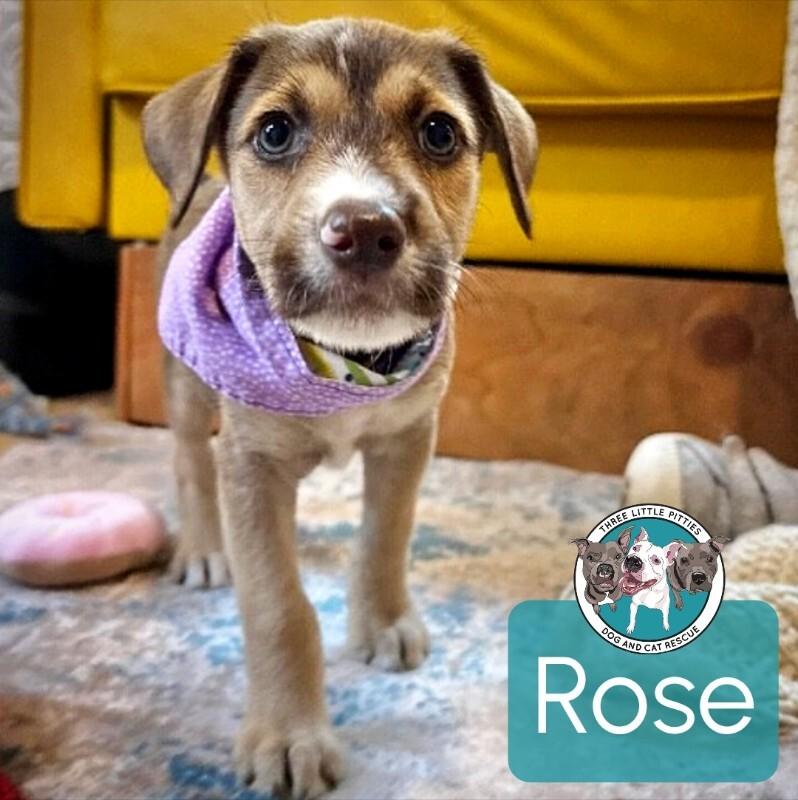 Dog for adoption - Rose Hatch, a German Shepherd Dog & Labrador ...