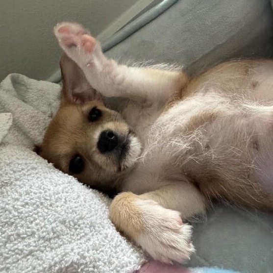 Dog for adoption - Billie the Itty Bitty Boy, a Chihuahua & Wirehaired ...