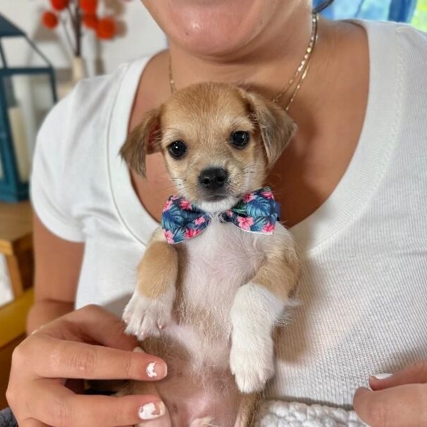 Dog for adoption - Billie the Itty Bitty Boy, a Chihuahua & Wirehaired ...