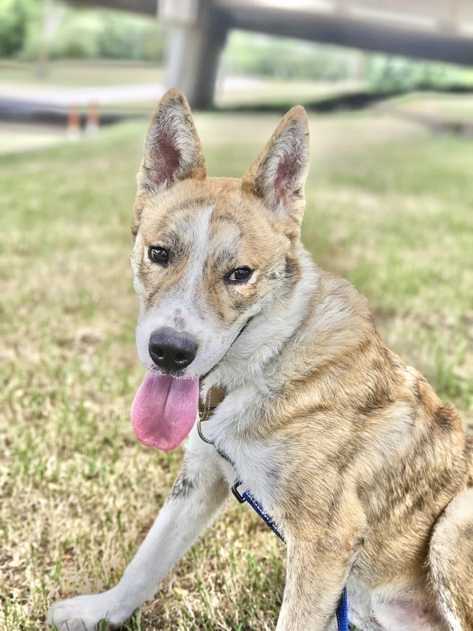 Dog for adoption - Jorge Jetson, a Border Collie Mix in Nashville, TN | Petfinder