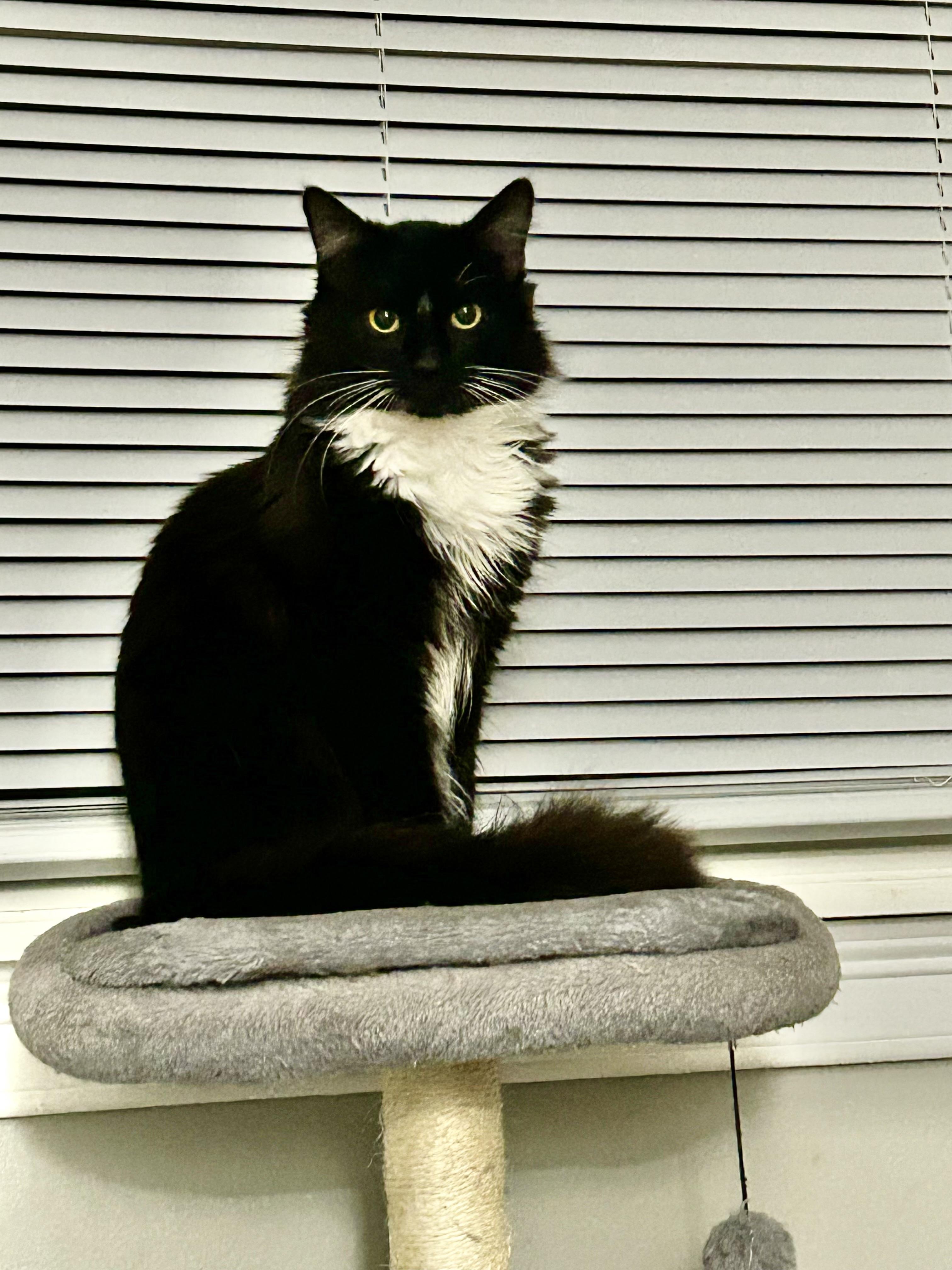 Cat for adoption - Axel, a Domestic Medium Hair in Canton, MA | Petfinder