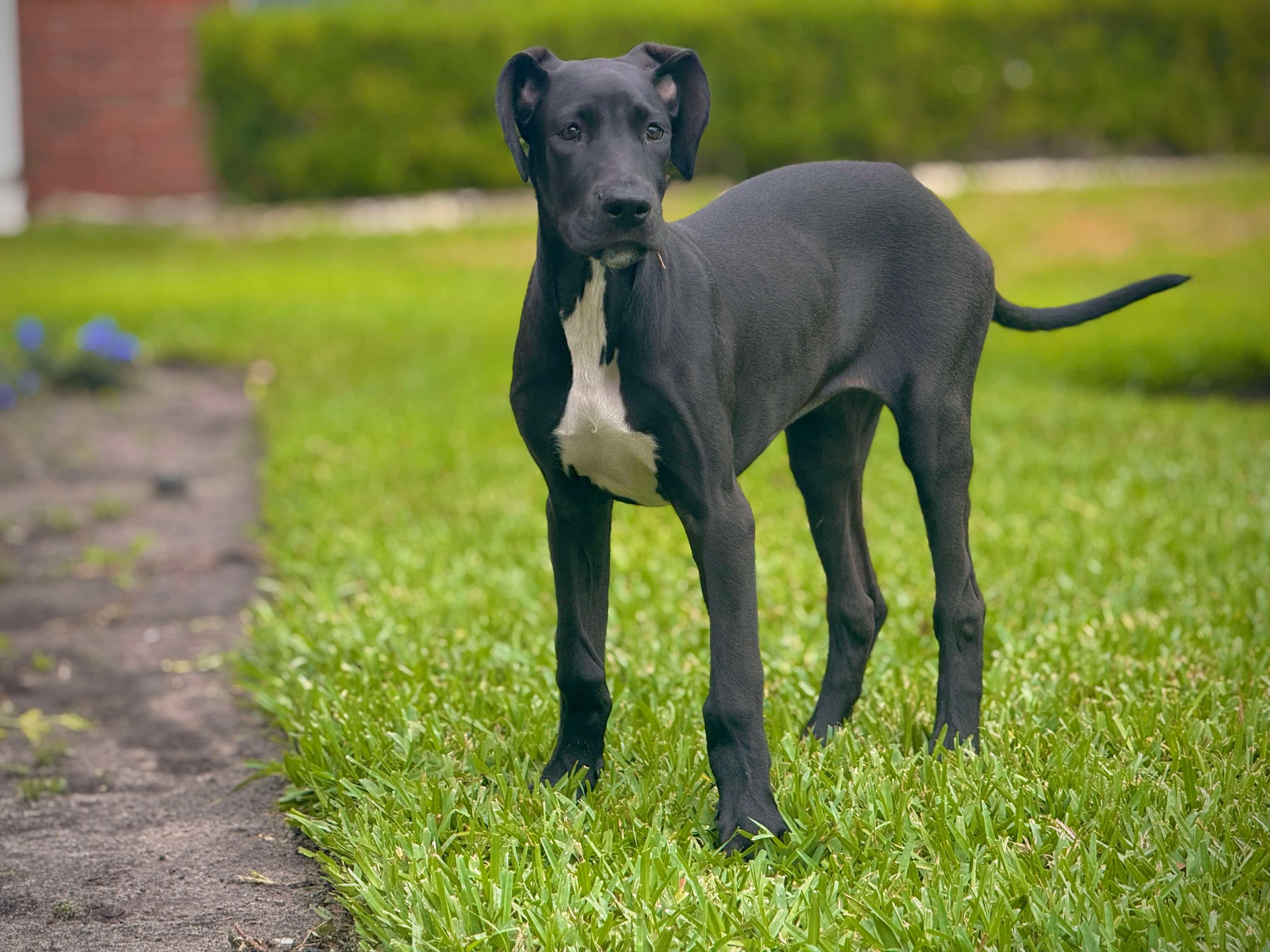 Dog for adoption - Poppy, a Great Dane in Pensacola, FL | Petfinder
