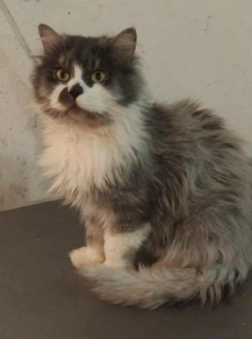 Cat for adoption - King (m) Shirazi-Persian 1yrs old, a Persian ...