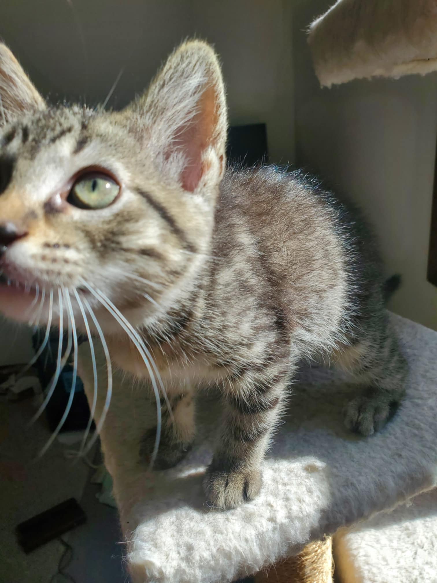 Cat for adoption - Madcap, a Domestic Short Hair & Tiger Mix in ...