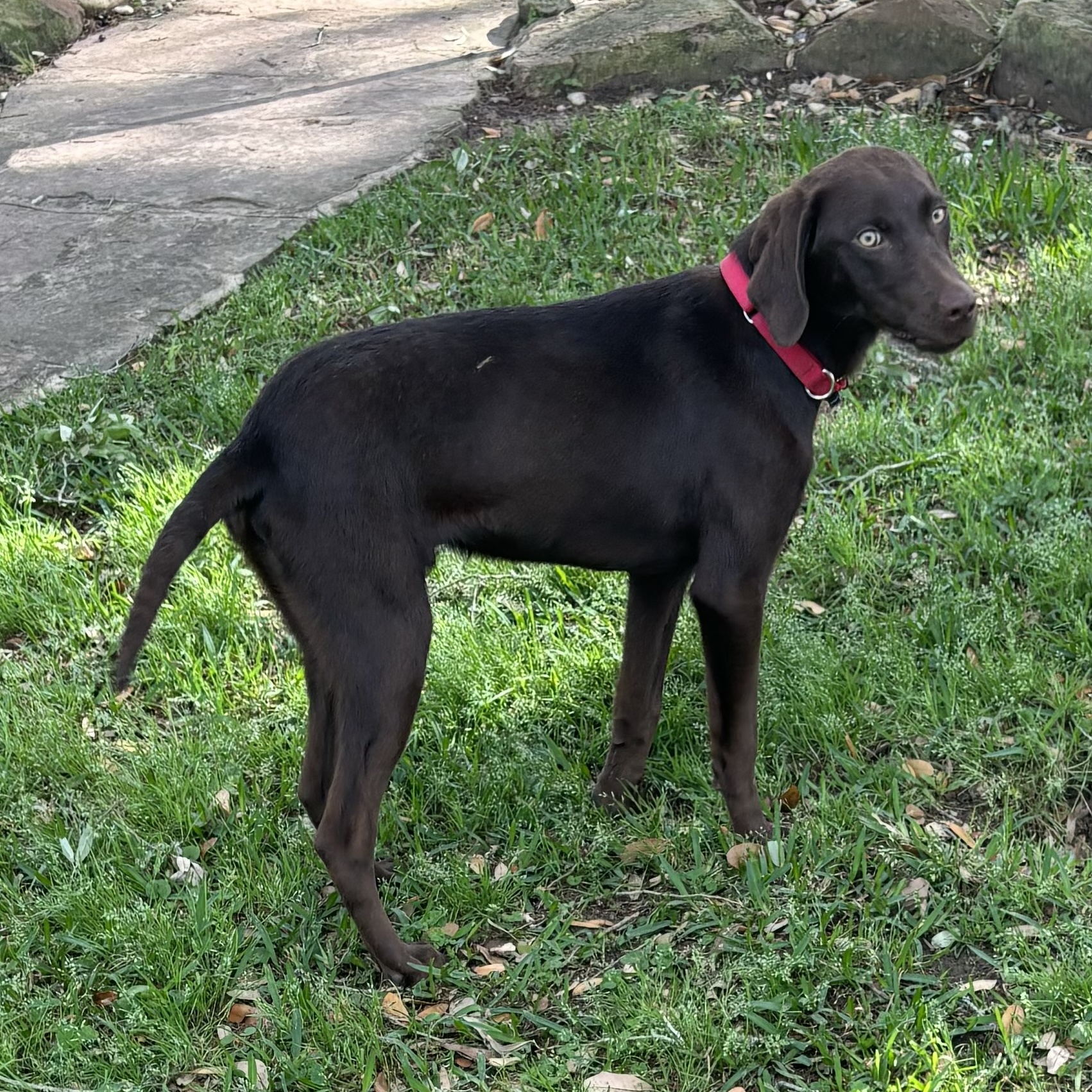 Dog for adoption - FRANKIE (DAD-AKC REG CHOC LAB, MOM AKC REG GERMAN ...