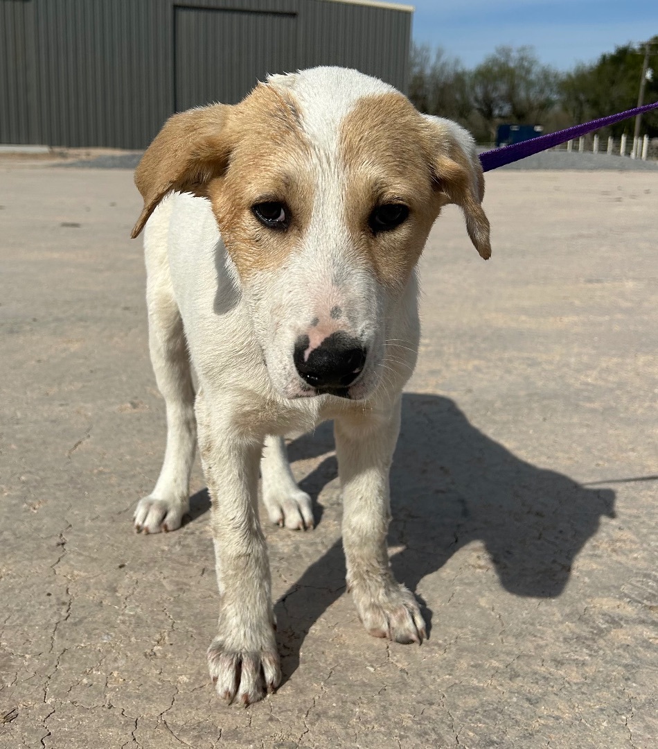 Dog for adoption - Rusty, a Labrador Retriever Mix in Portland, OR ...