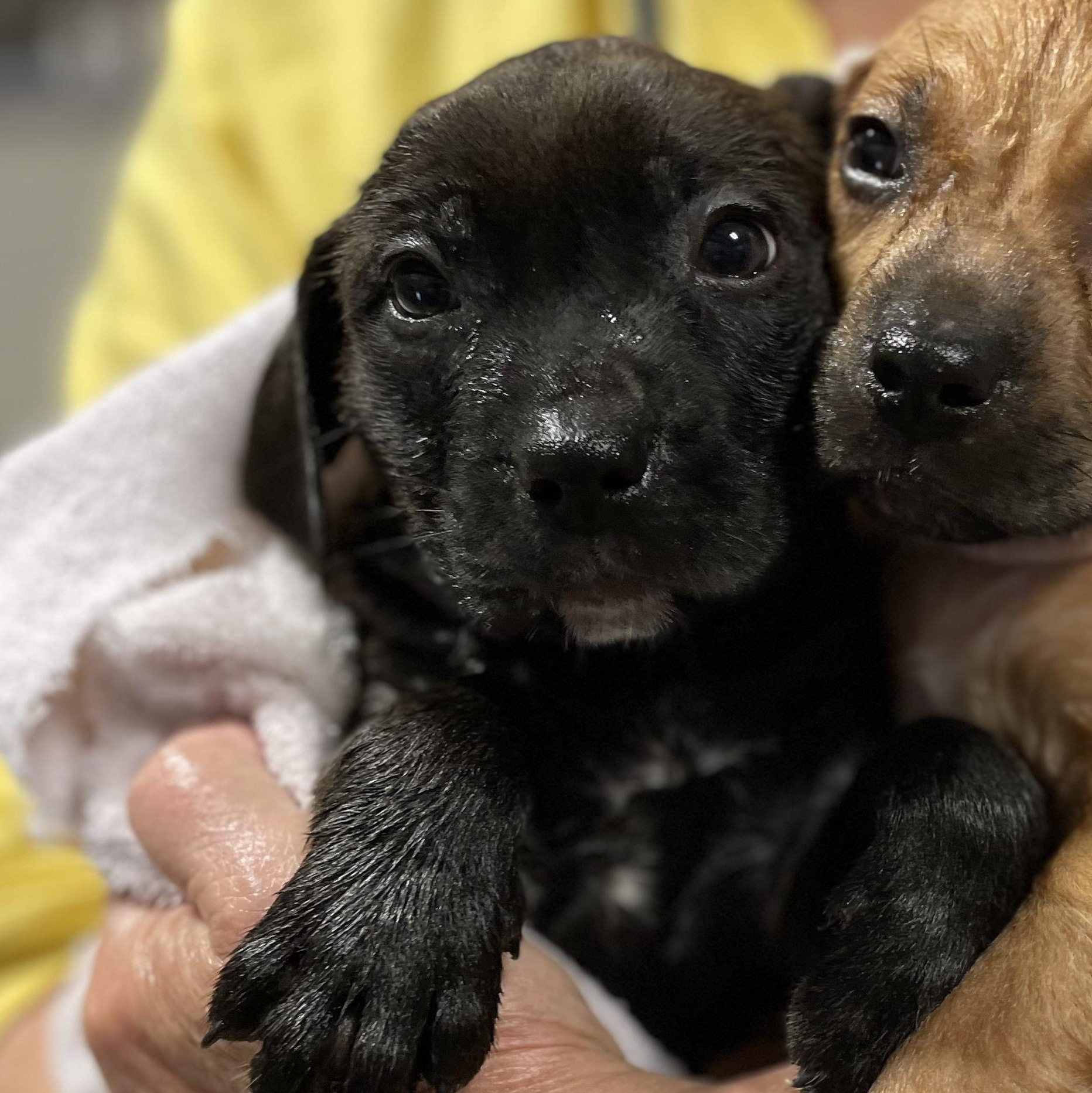 Dog for adoption - JB (for Jet Black), a Black Labrador Retriever Mix ...