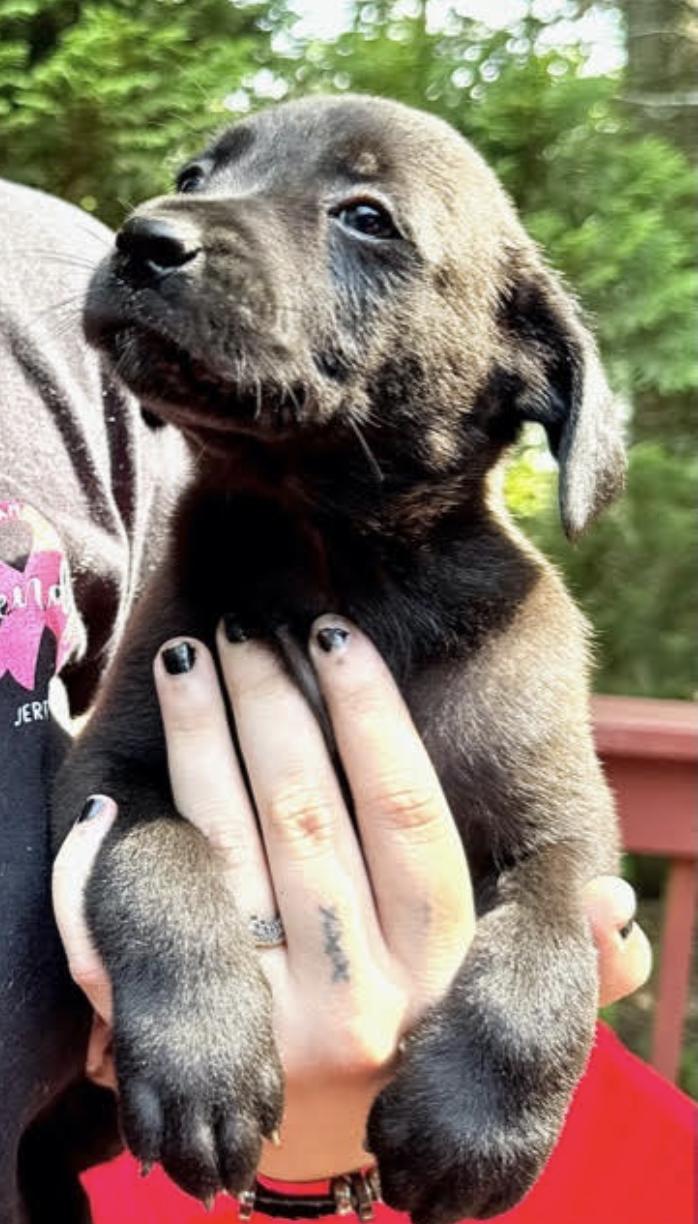 Dog for adoption - Rocky Riptide, a Labrador Retriever & Mountain Cur ...