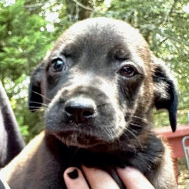 Dog for adoption - Rocky Riptide ~ Local Boy, a Labrador Retriever ...