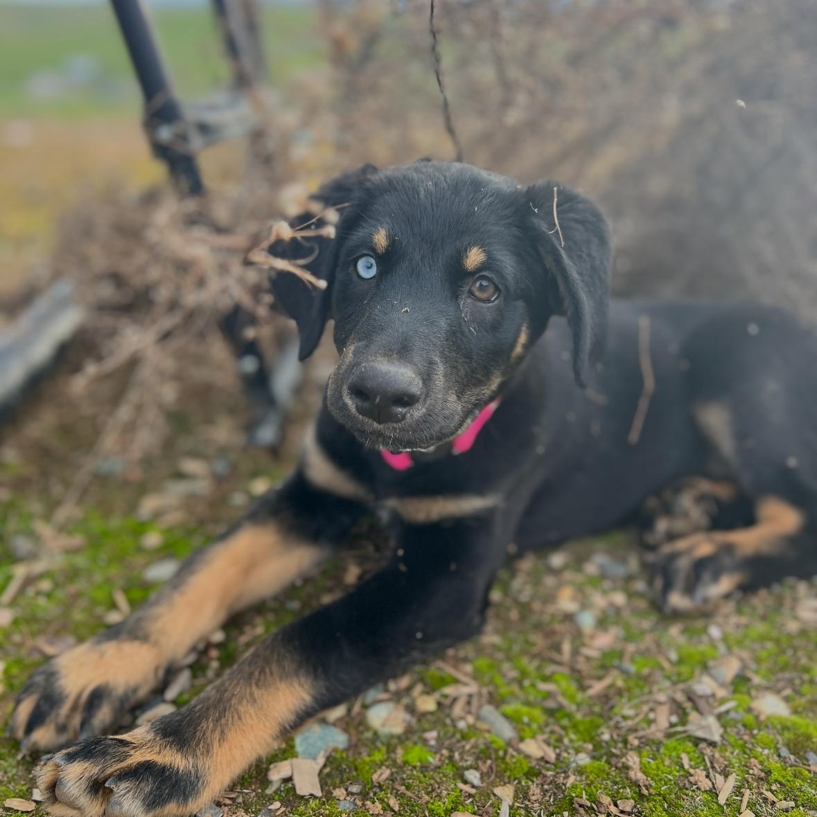 Dog for adoption - Lani, a German Shepherd Dog & Doberman Pinscher Mix ...