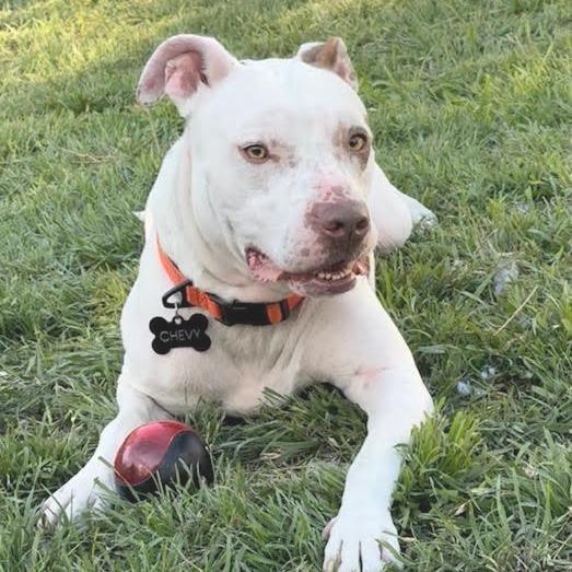 Dog for adoption - Chevy MR, an American Staffordshire Terrier & Pit ...