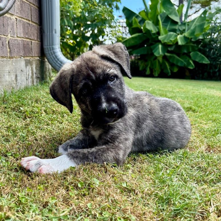 Dog for adoption - Ollie, a Mixed Breed in Cleveland, OH | Petfinder