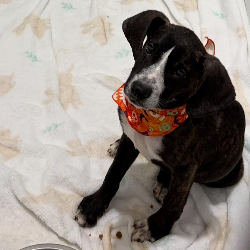 Dog for adoption - Chip, a Hound Mix in Pound, VA | Petfinder