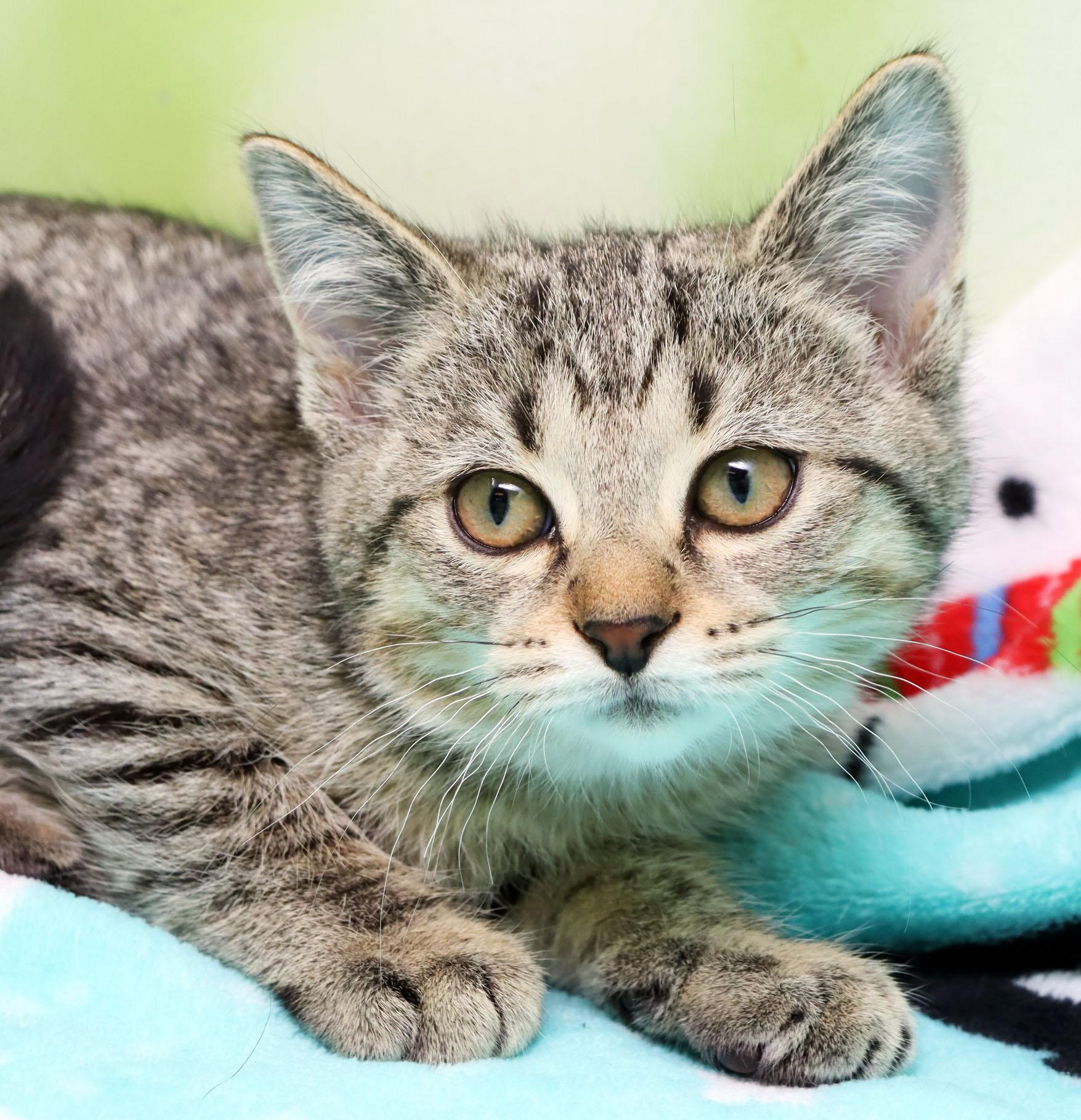 Cat for adoption - Bright, a Domestic Short Hair in Tierra Verde, FL ...