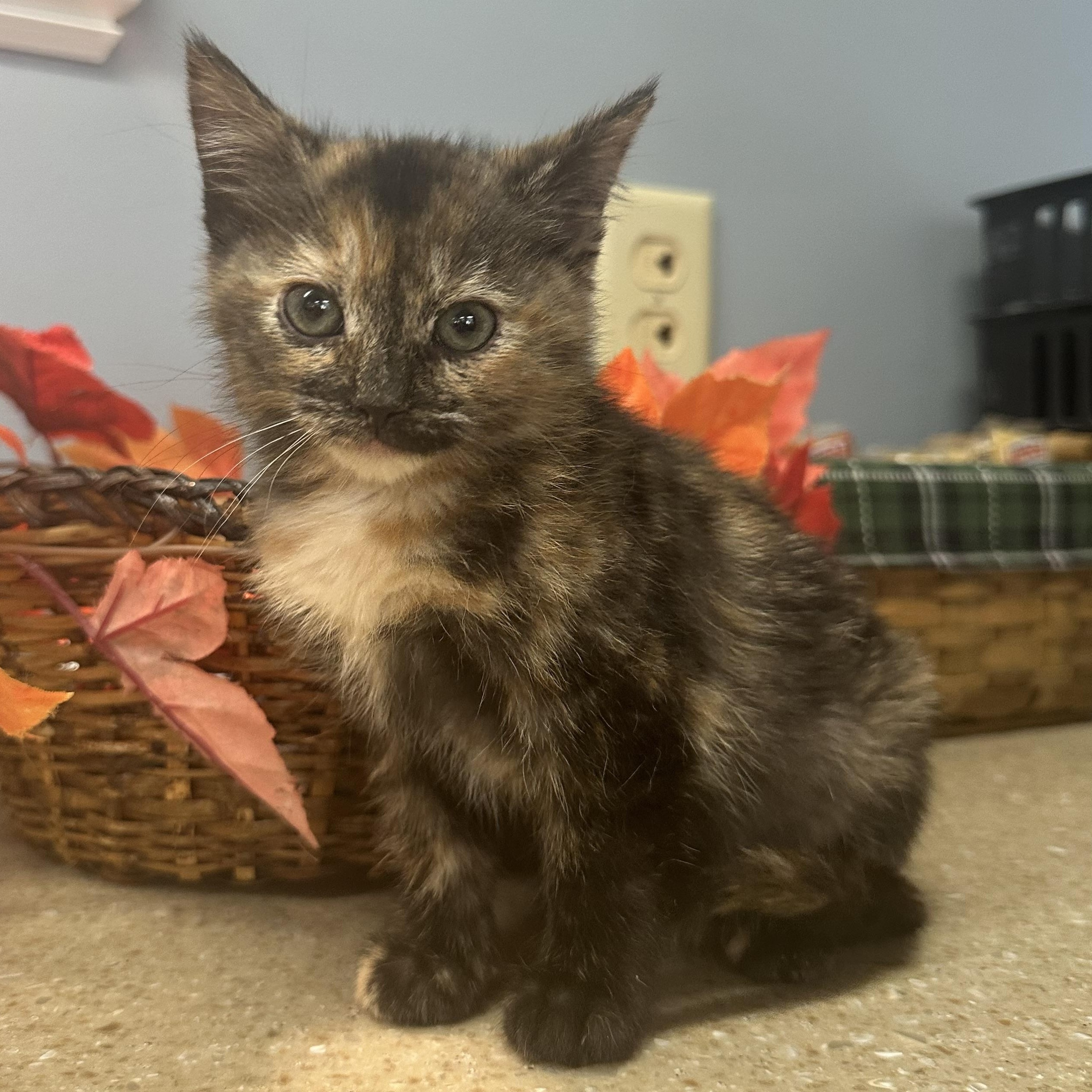 Cat for adoption - Munchkin, a Domestic Short Hair in Monson, MA ...