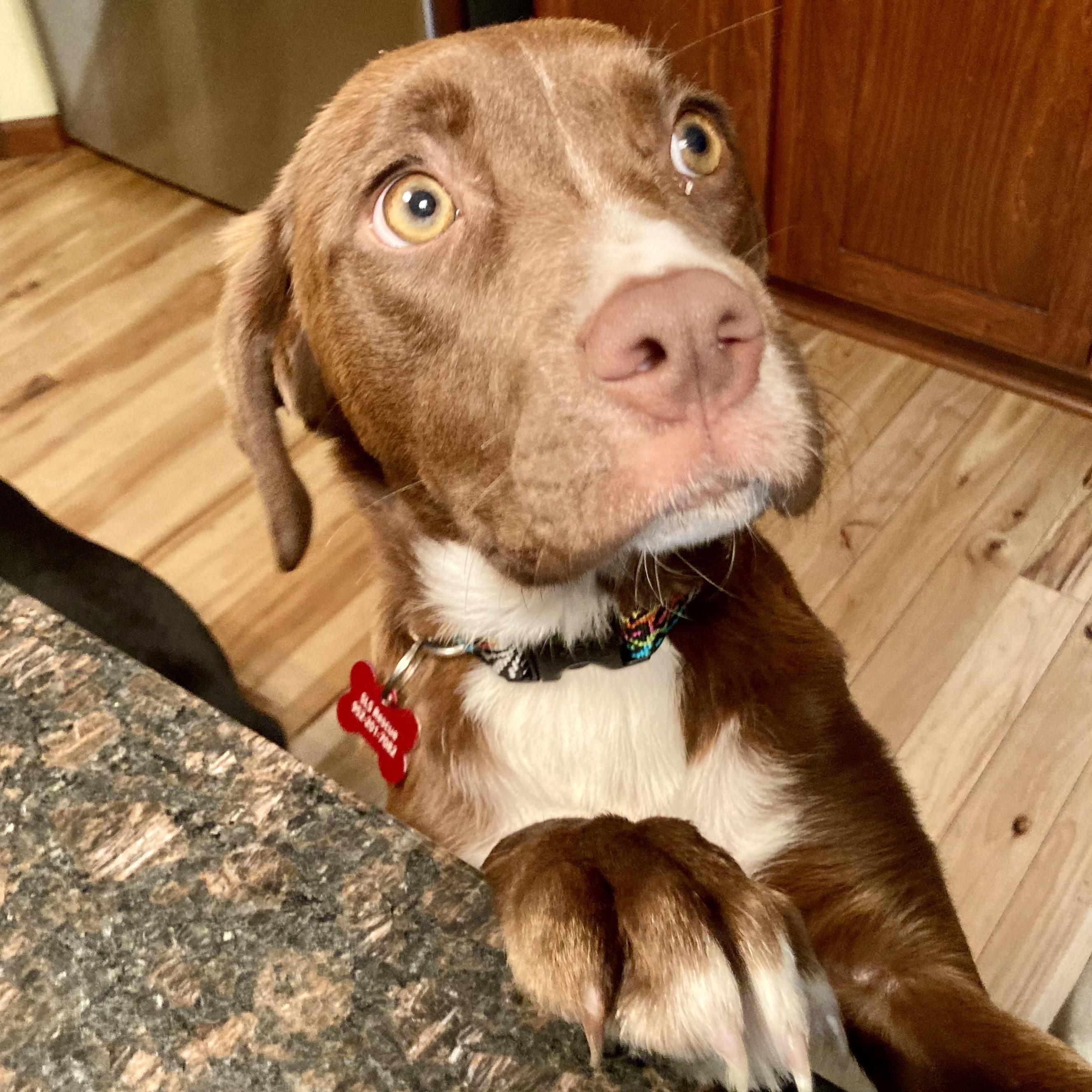 Dog for adoption - Ally, a Boxer & Chocolate Labrador Retriever Mix in ...