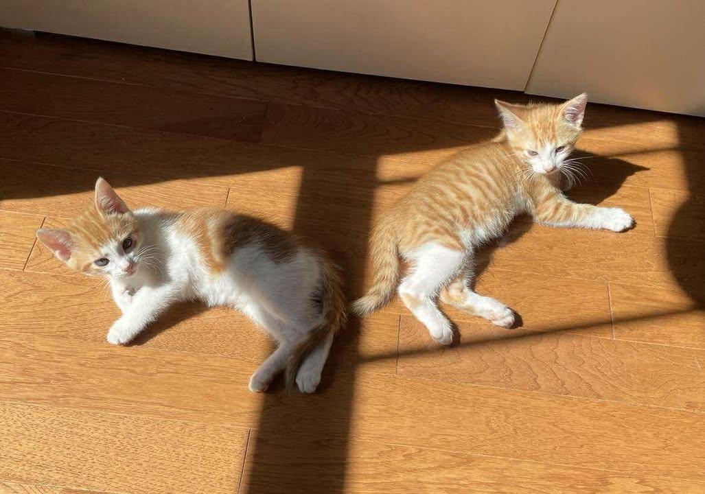 Cat for adoption - Colonel Mustard and Professor Plum, a Domestic Short ...