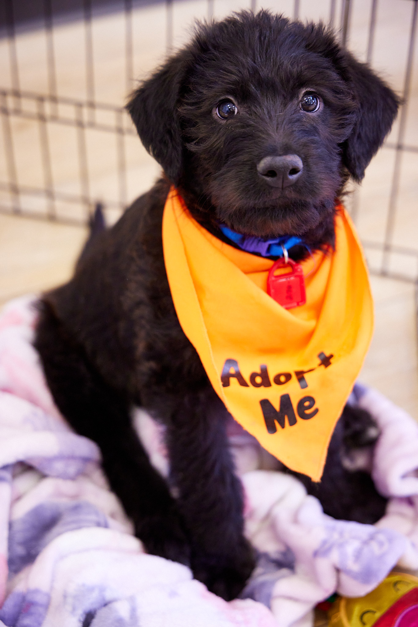 Available for Adoption - New Hope Dog Rescue