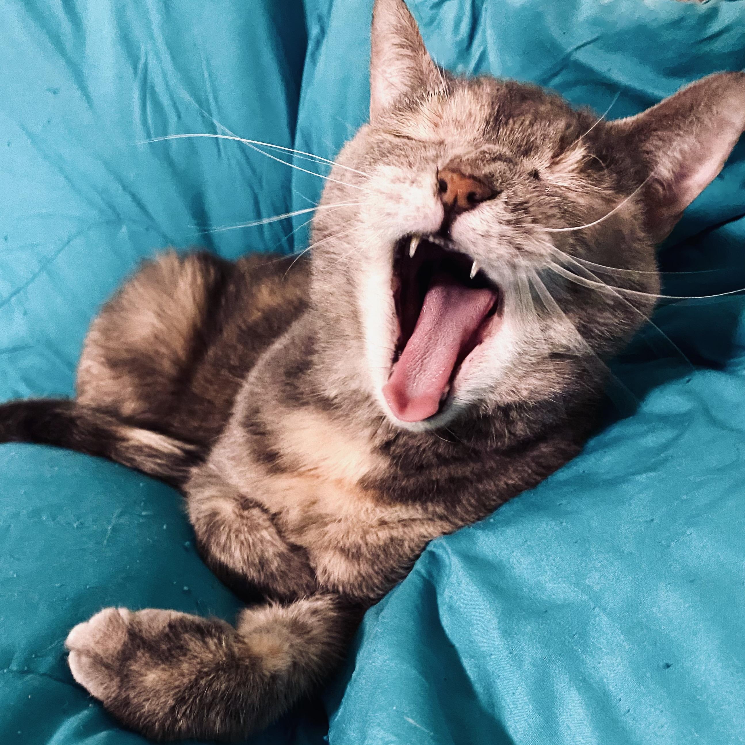 Cat for adoption - Misty, an American Shorthair in Akron, OH | Petfinder