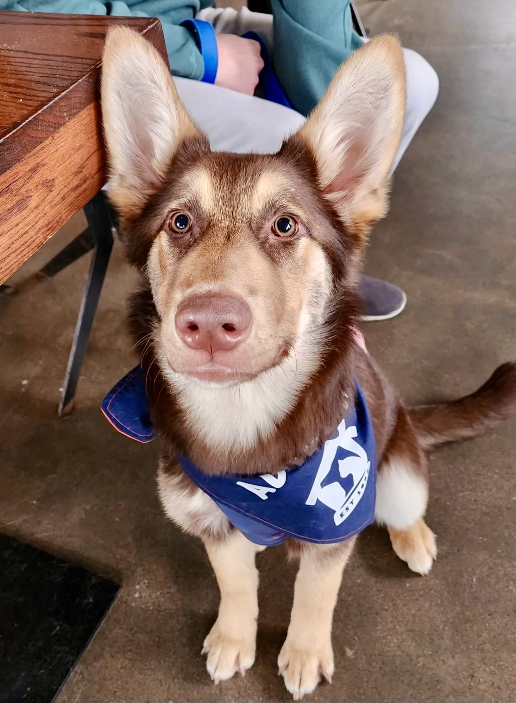 Dogs for Adoption MN | Adopt a Dog in Minnesota | Pet Haven