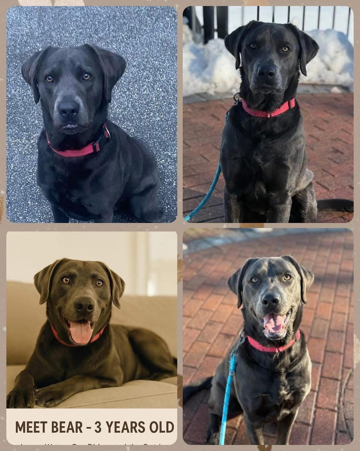 Dog for adoption - Bear, a Labrador Retriever in Berwick, ME | Petfinder