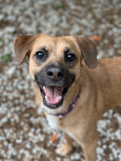 Dog for adoption - Basil, a Beagle & Mountain Cur Mix in Sherman, CT ...