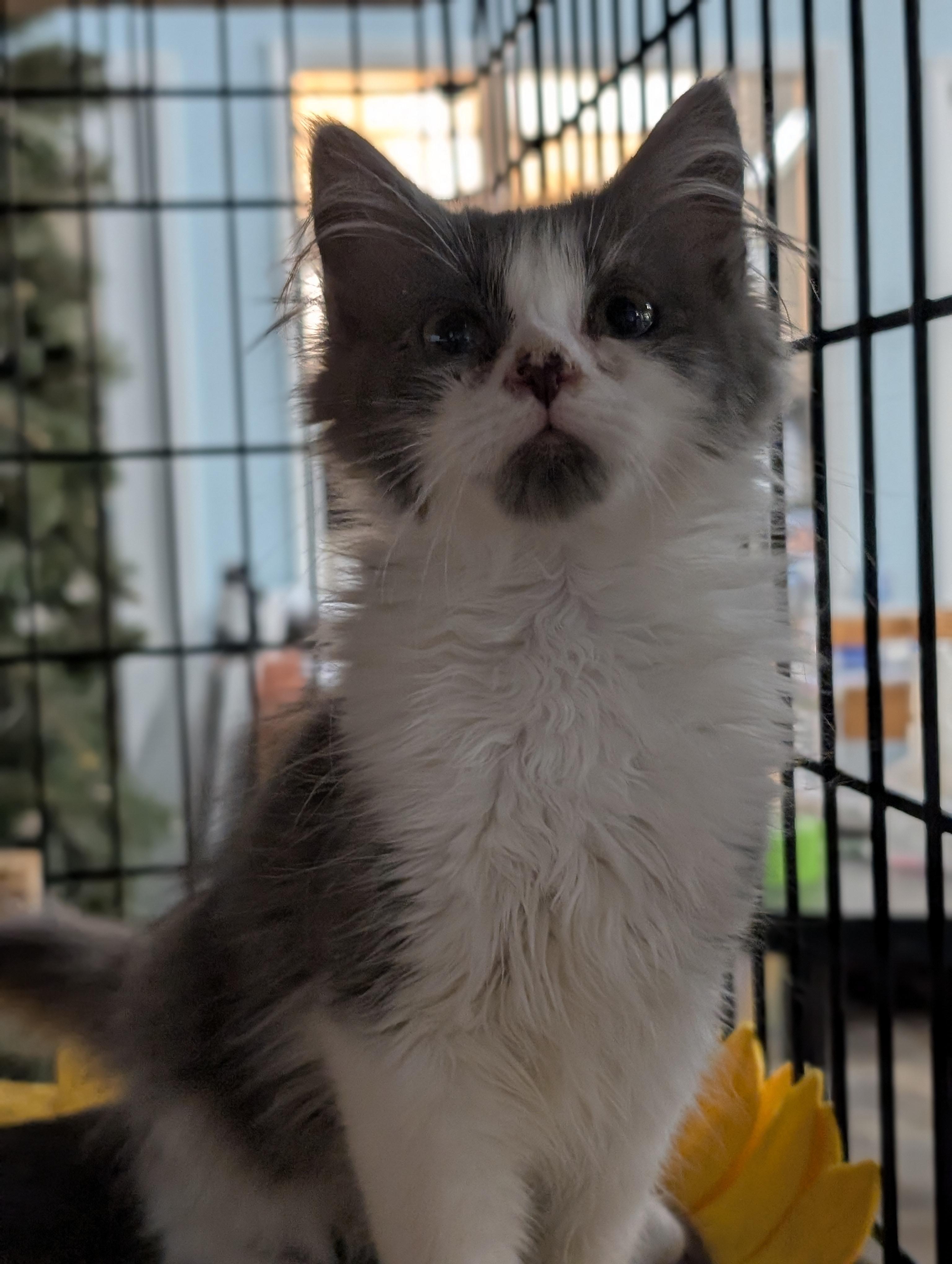 Cat for adoption - Treble, a Domestic Long Hair in Tilton, IL | Petfinder